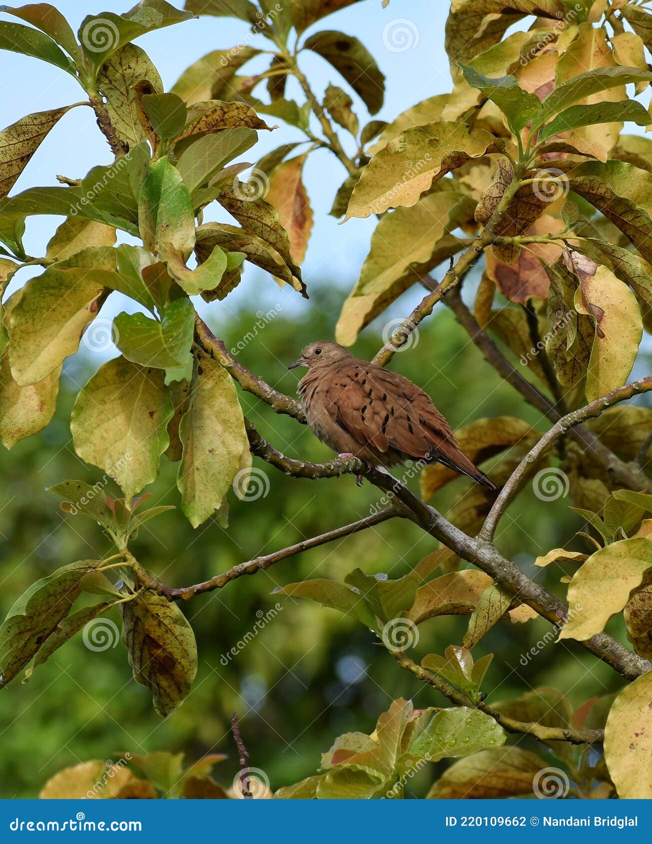 Brown Dove stock photo. Image of beak, white, animal - 220109662