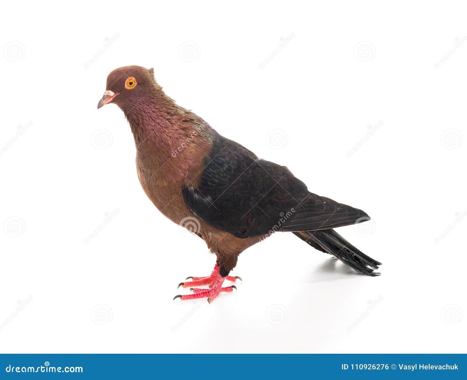 Brown dove stock photo. Image of wildlife, color, nature - 110926276
