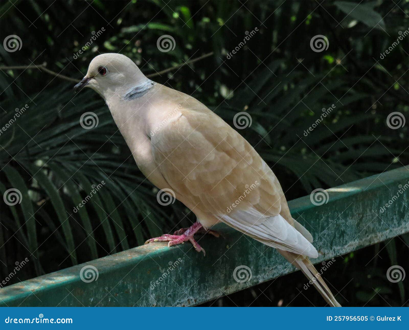 Brown Dove in Aviary, India Stock Image - Image of graceful, collection ...