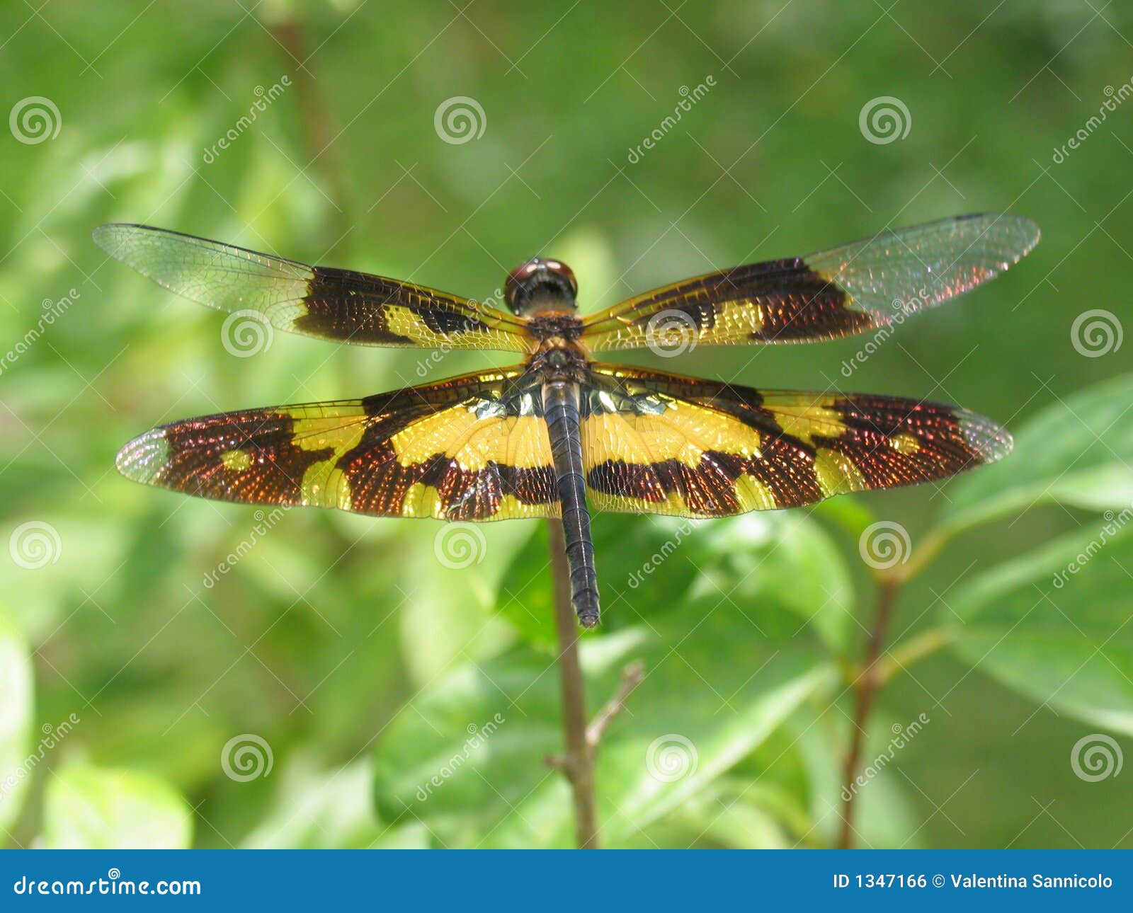 Brown dragonfly stock photo. Image of wing, nature, speed - 1347166