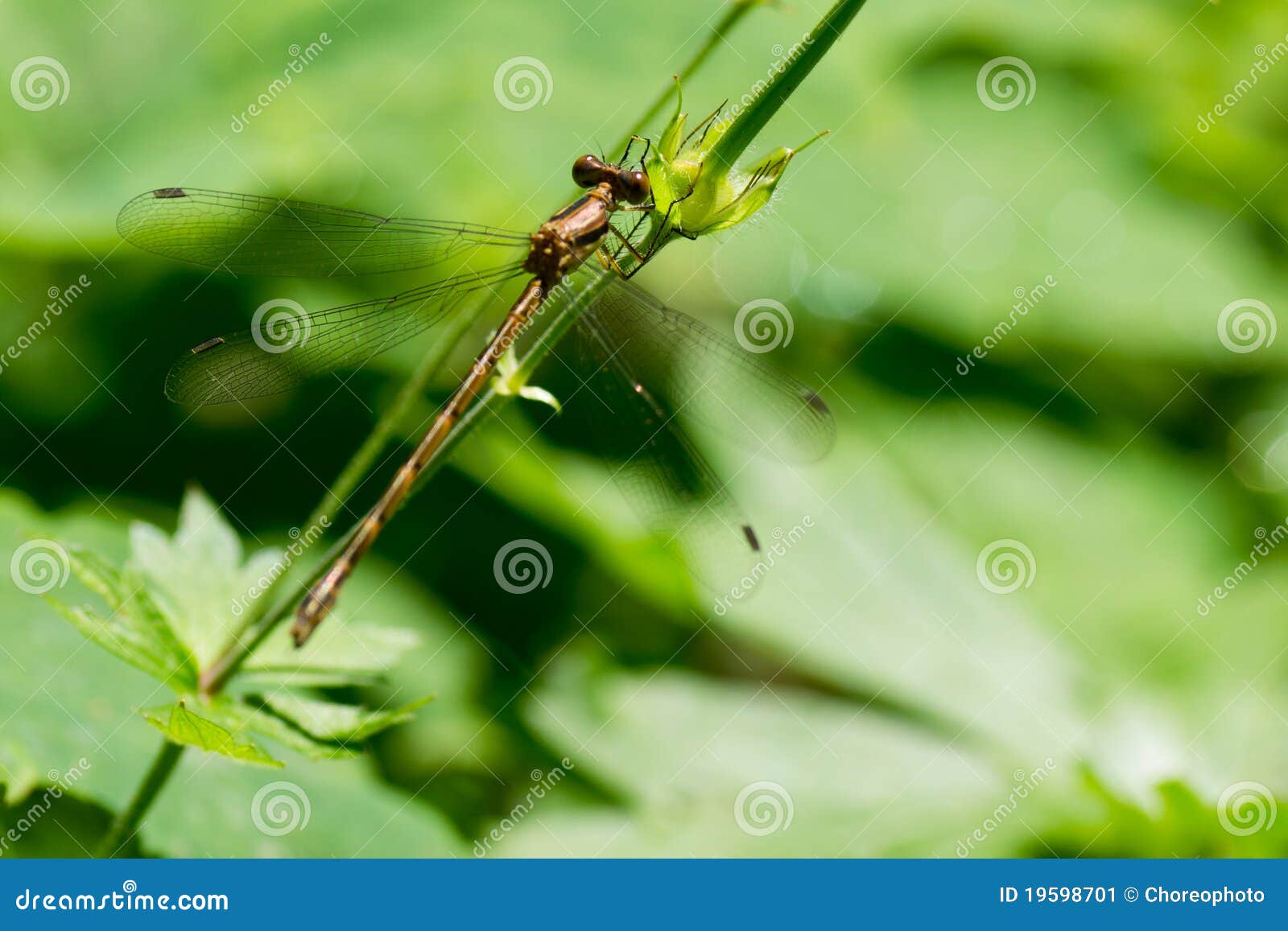 Brown Dragonfly stock image. Image of blue, striped, profile - 19598701