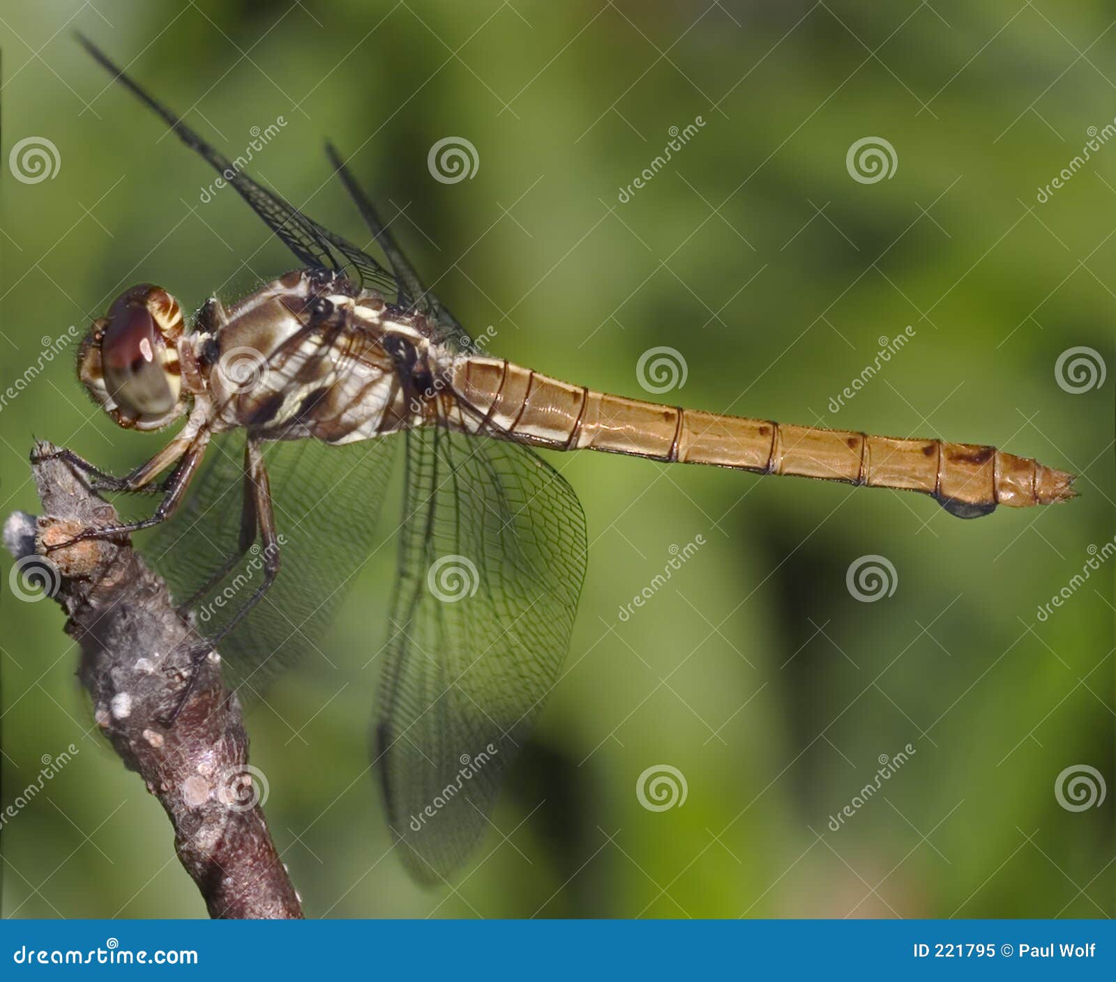 Brown Dragonfly stock image. Image of still, eyes, flight - 221795