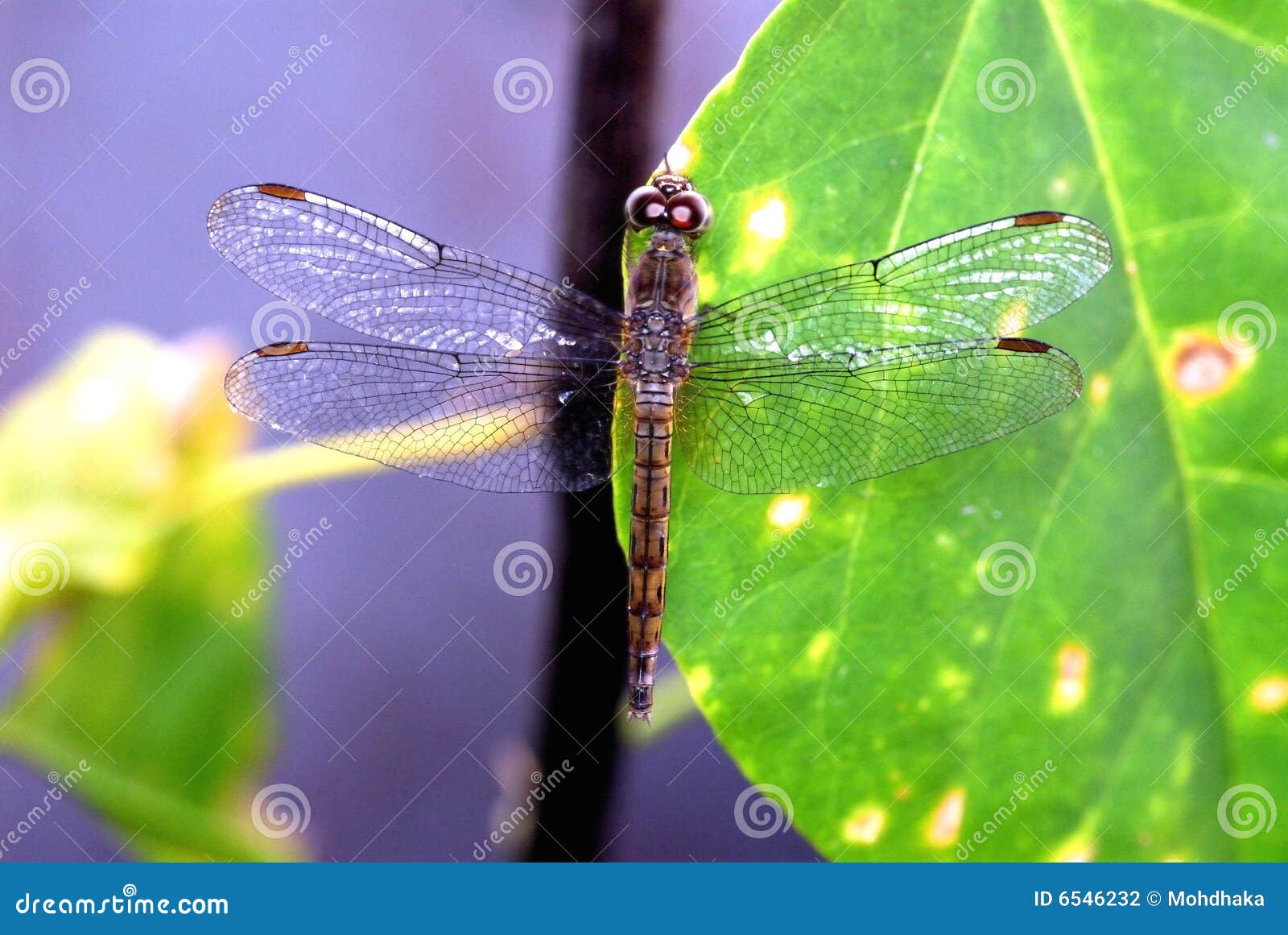 Brown Dragonfly stock photo. Image of outdoors, garden - 6546232
