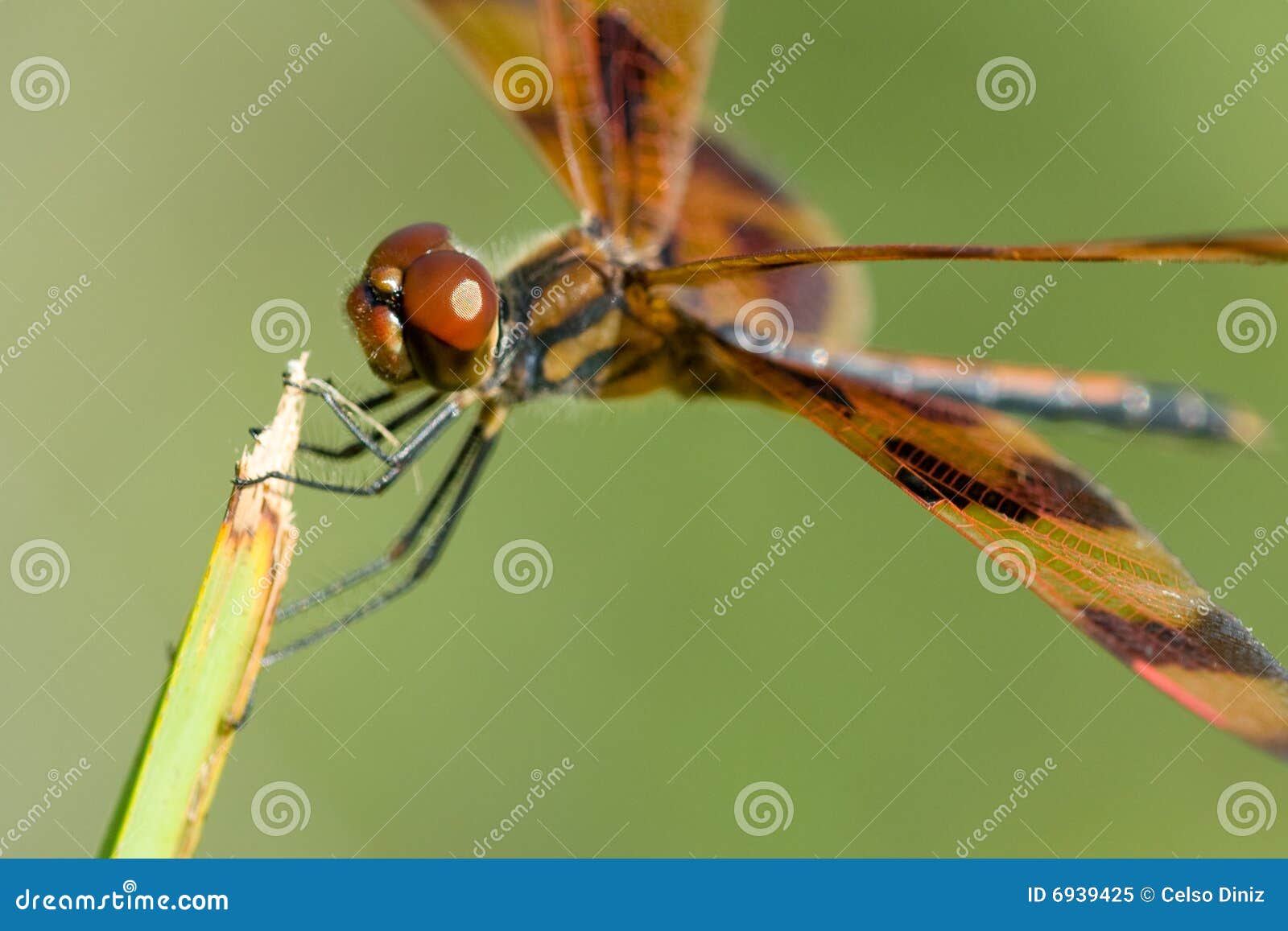 Brown dragonfly stock image. Image of background, wings - 6939425