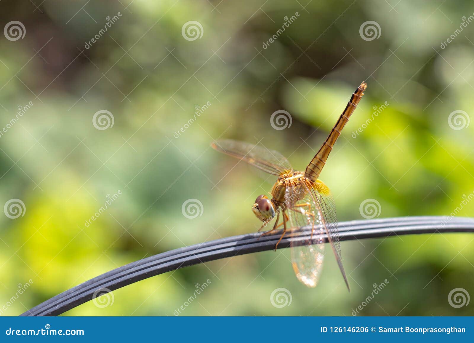 Brown Dragonfly on Black Cable. Stock Photo - Image of dark ...