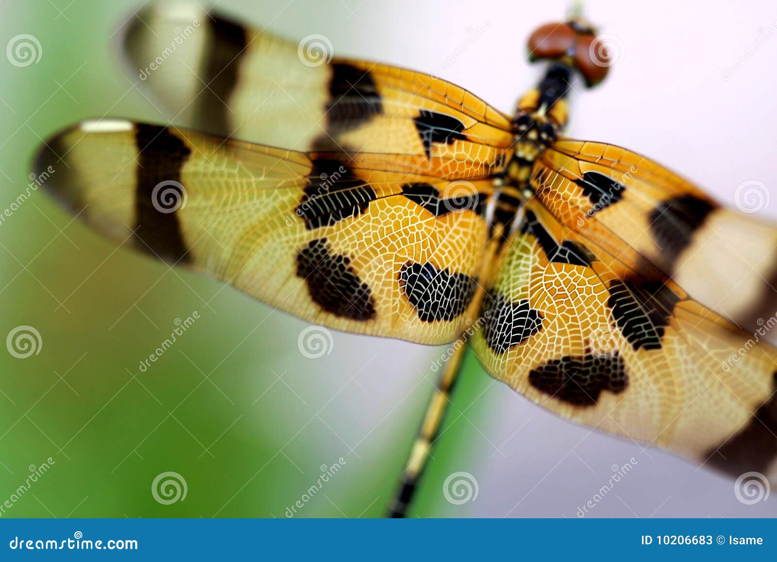Brown dragonfly close up stock image. Image of vivid - 10206683