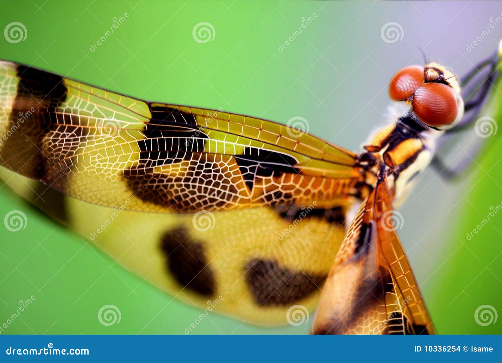 Brown dragonfly close up stock photo. Image of scary - 10336254