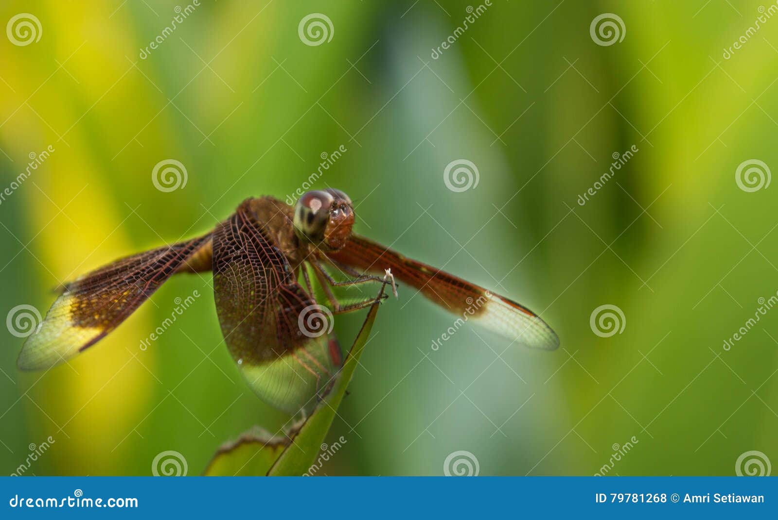 Brown Dragonfly stock photo. Image of animal, brown, macro - 79781268