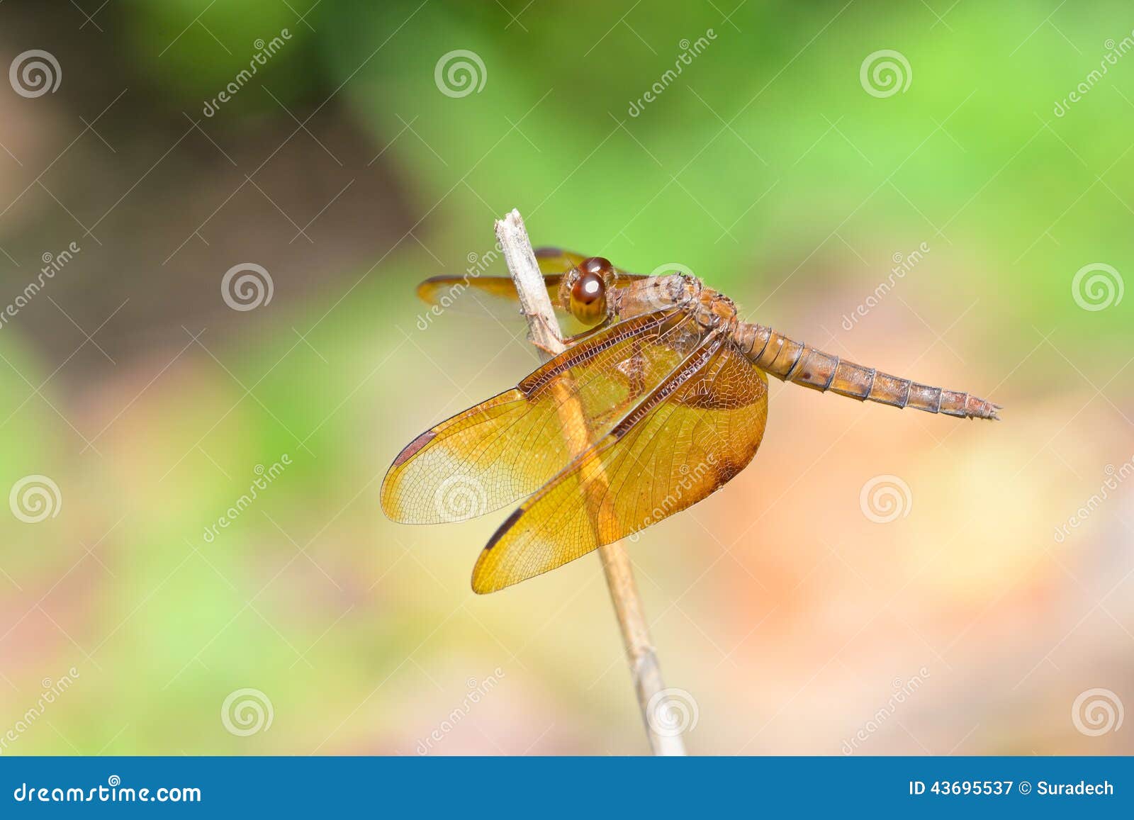 Brown dragonfly stock image. Image of biology, grass - 43695537