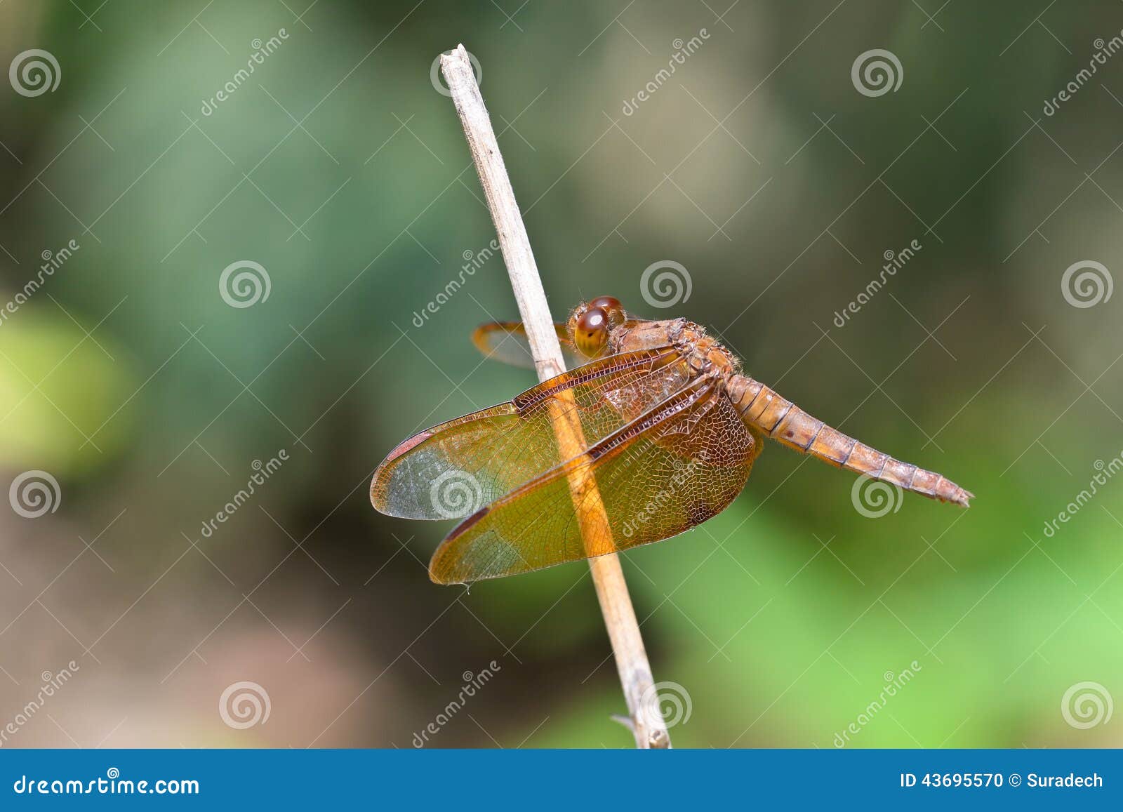 Brown dragonfly stock photo. Image of park, color, dragonfly - 43695570