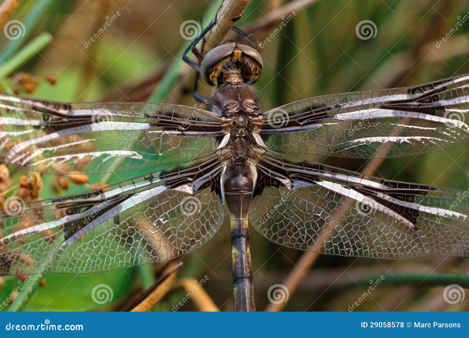 Brown Dragonfly Portrait stock photo. Image of wing, close - 29058578