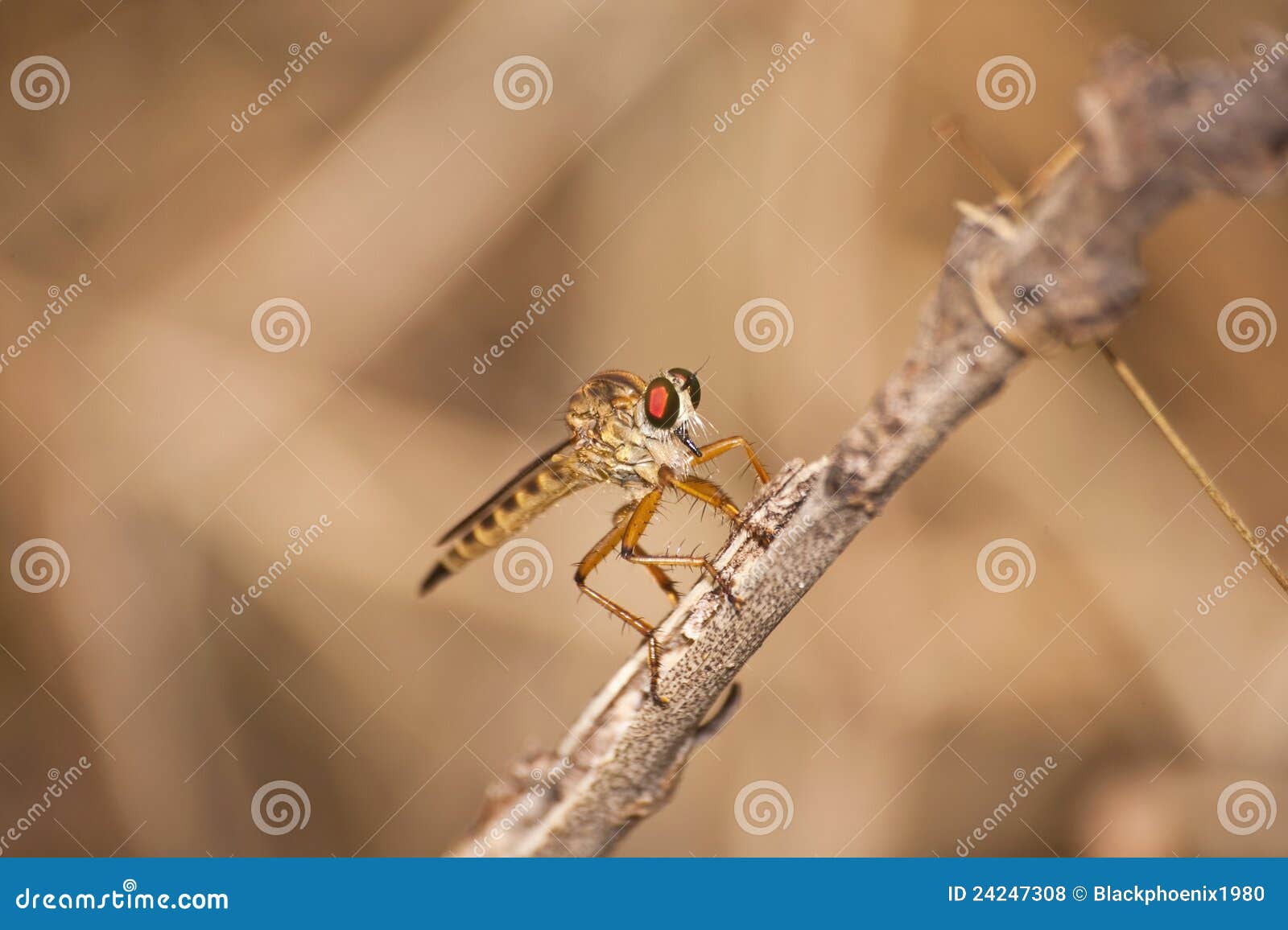 Brown dragonfry stock photo. Image of dragonfly, bright - 24247308