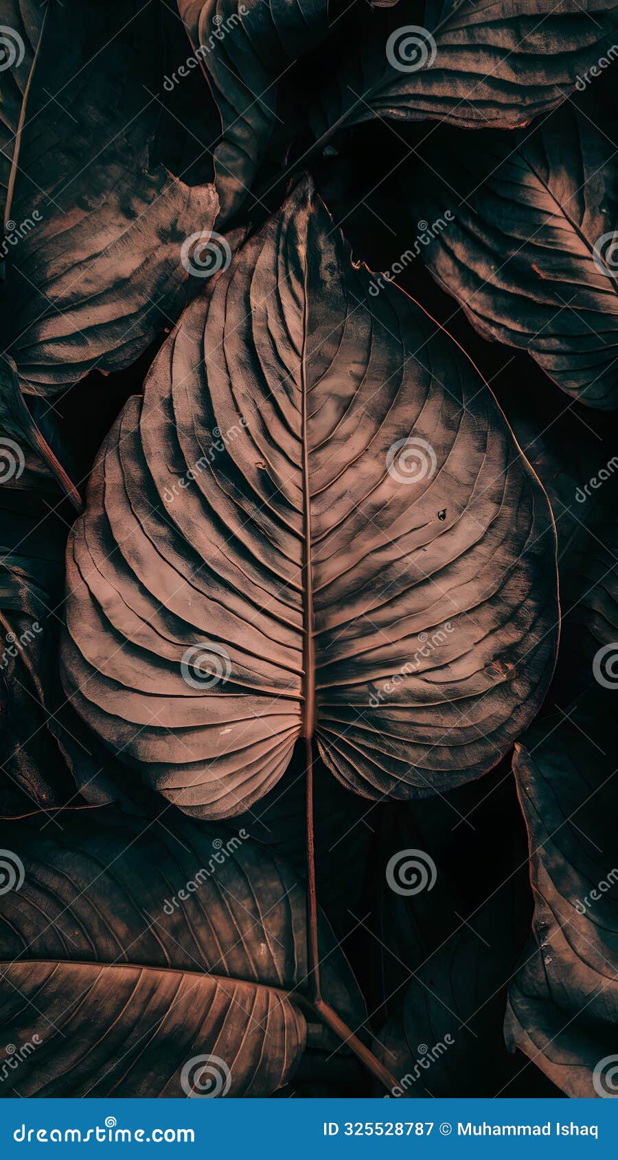 Brown Dried Leaf, Deep Vein Patterns, Natural Aging Process Stock ...