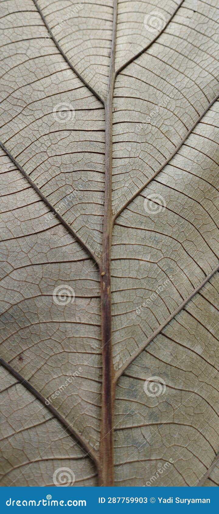 Fallen Teak Leaf On Ground, Composting Fall Leaves, Biomass And Mulch ...