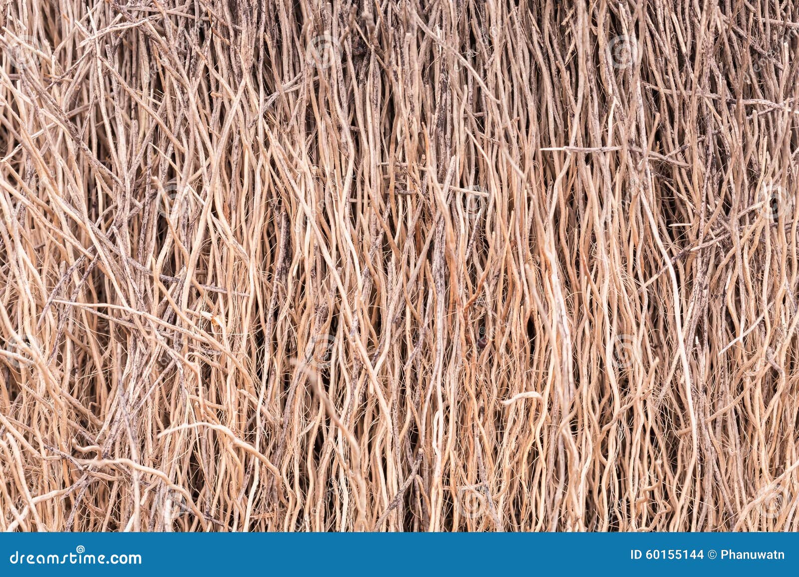 Brown of Dry Coconut Tree Texture and Background Stock Photo - Image of ...