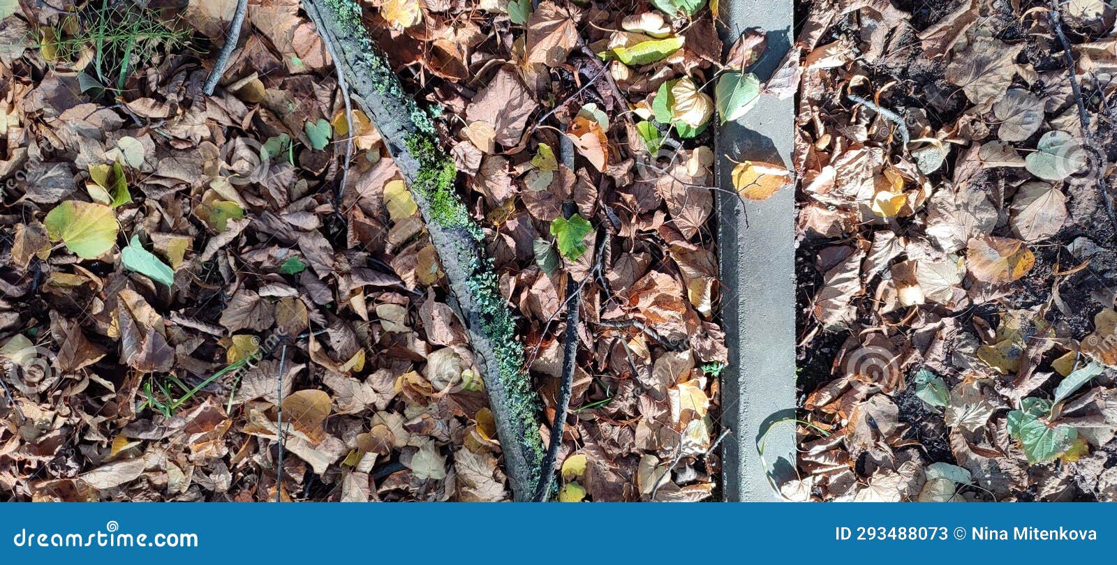 Background Texture of Dry Fall Leaves on the Ground. Stock Image ...
