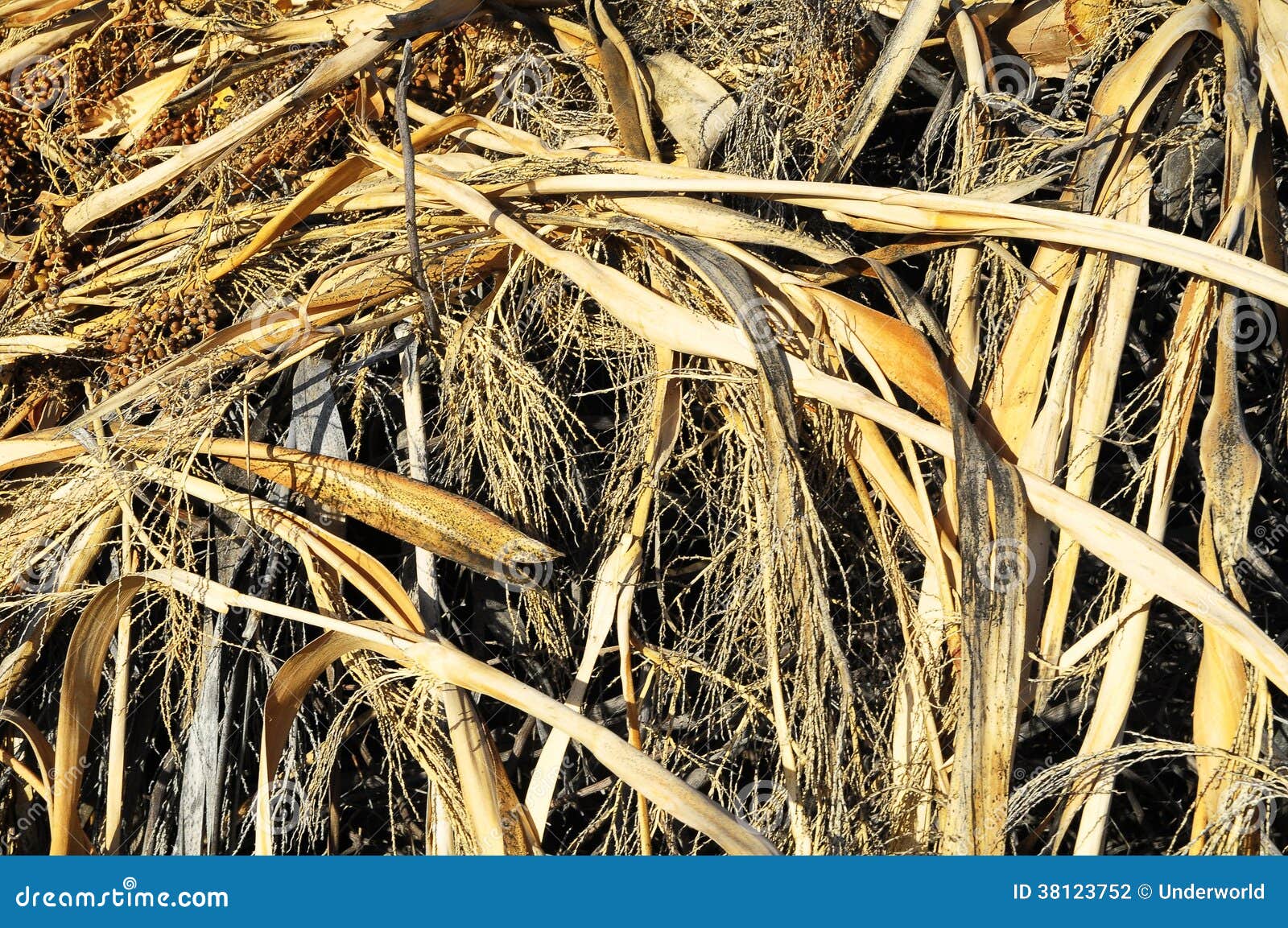 Brown Dry Grass Herb Texture Stock Photo - Image of agriculture, crop ...