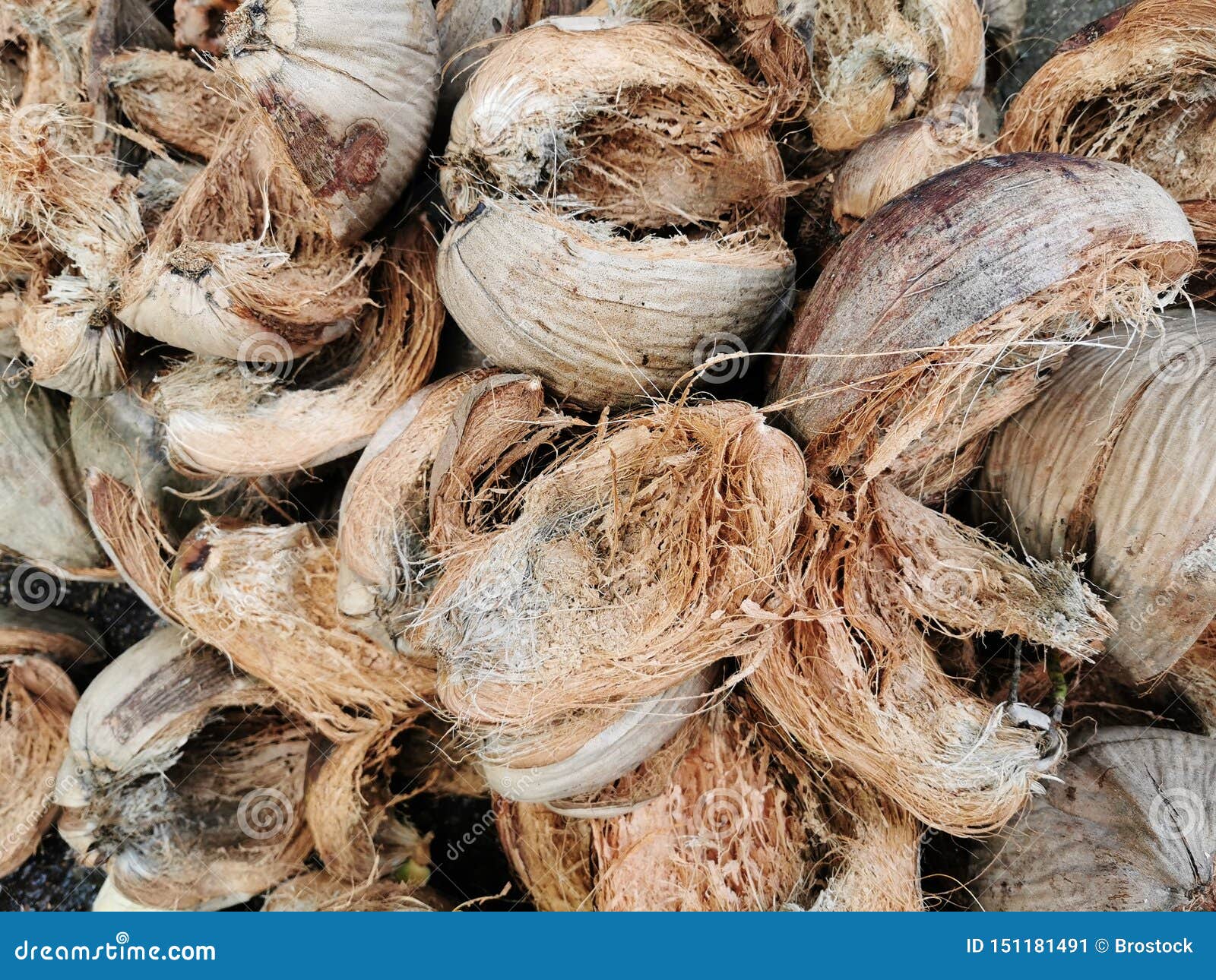 Brown Dry Husk of Coconut Peel Stock Image - Image of food, material ...