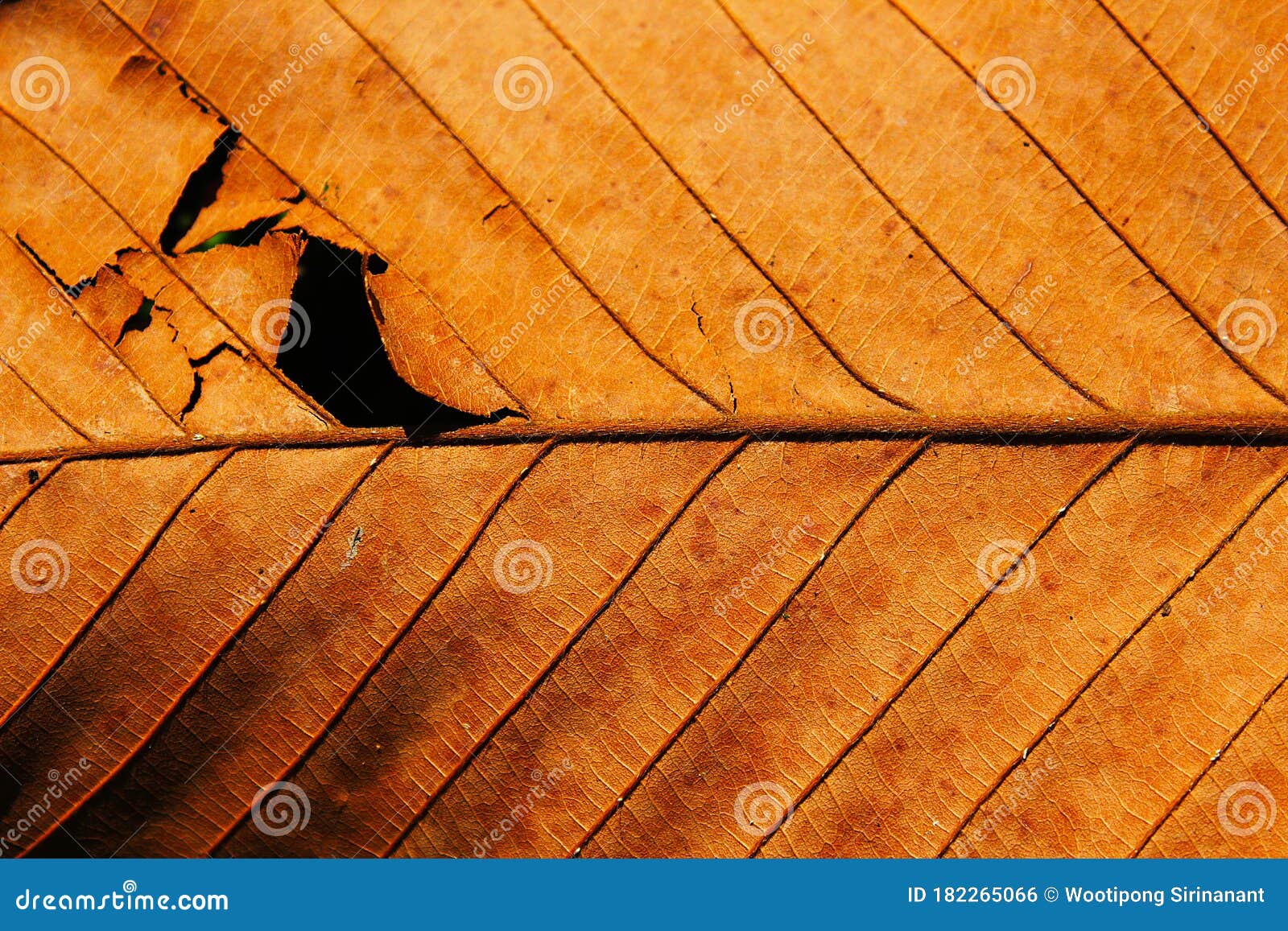 Brown Dry Leaf with Tear Mark Stock Photo - Image of season ...