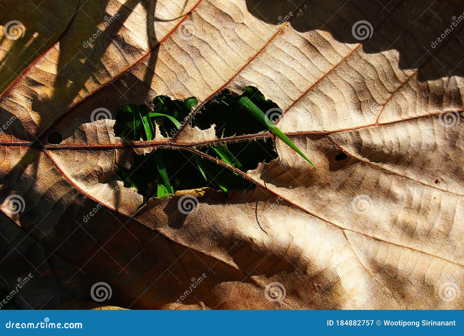Brown Dry Leaf with Tear Mark Stock Image - Image of pattern, tree ...