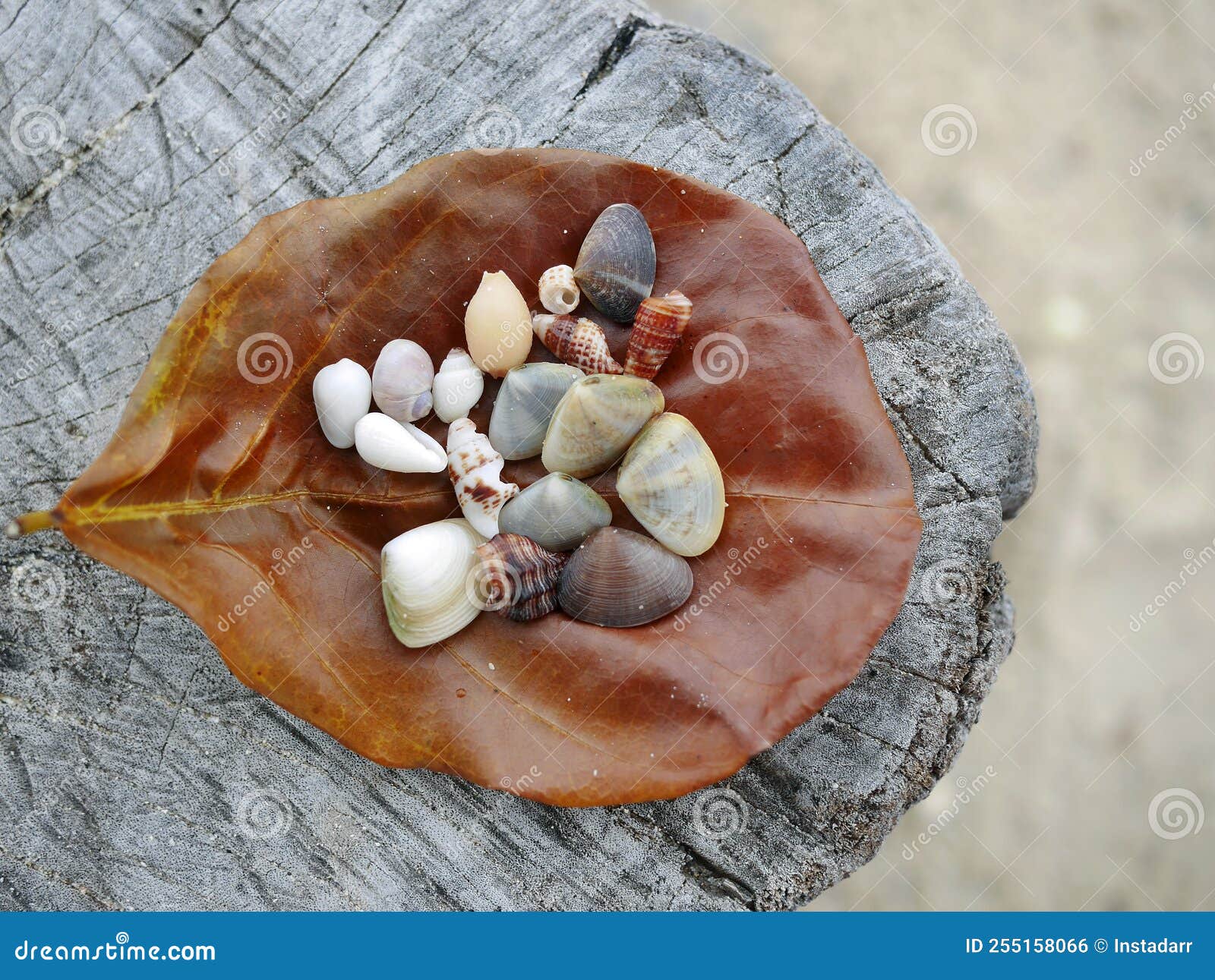 A Dry Leave with Assortment of Small Seashells on a Stump, Blurry Sand ...
