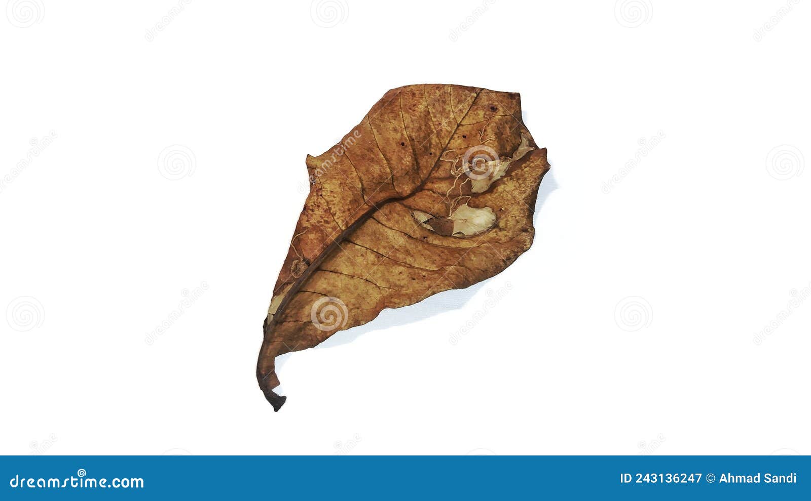 Brown Dry Leaves Isolated on a White Background. Fallen Wilted Tree ...