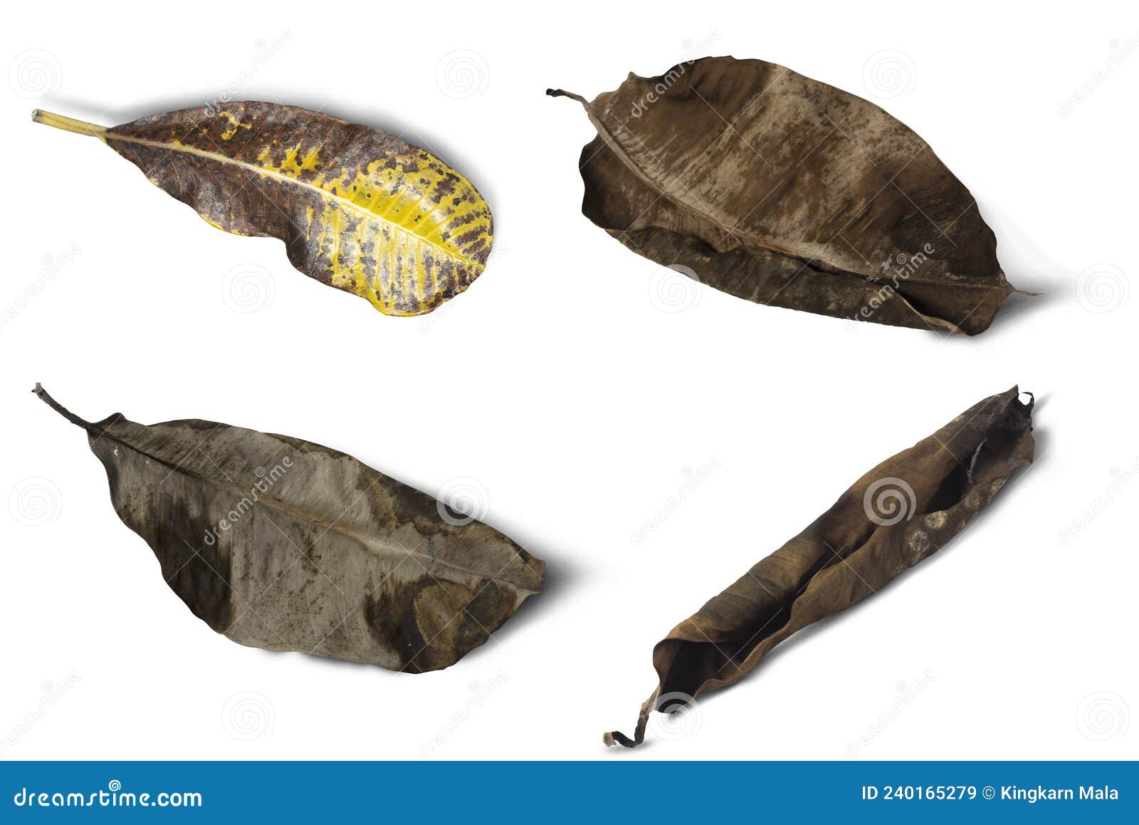 The Brown Dry Leaves Lemon Squeezer on a White Background; with ...