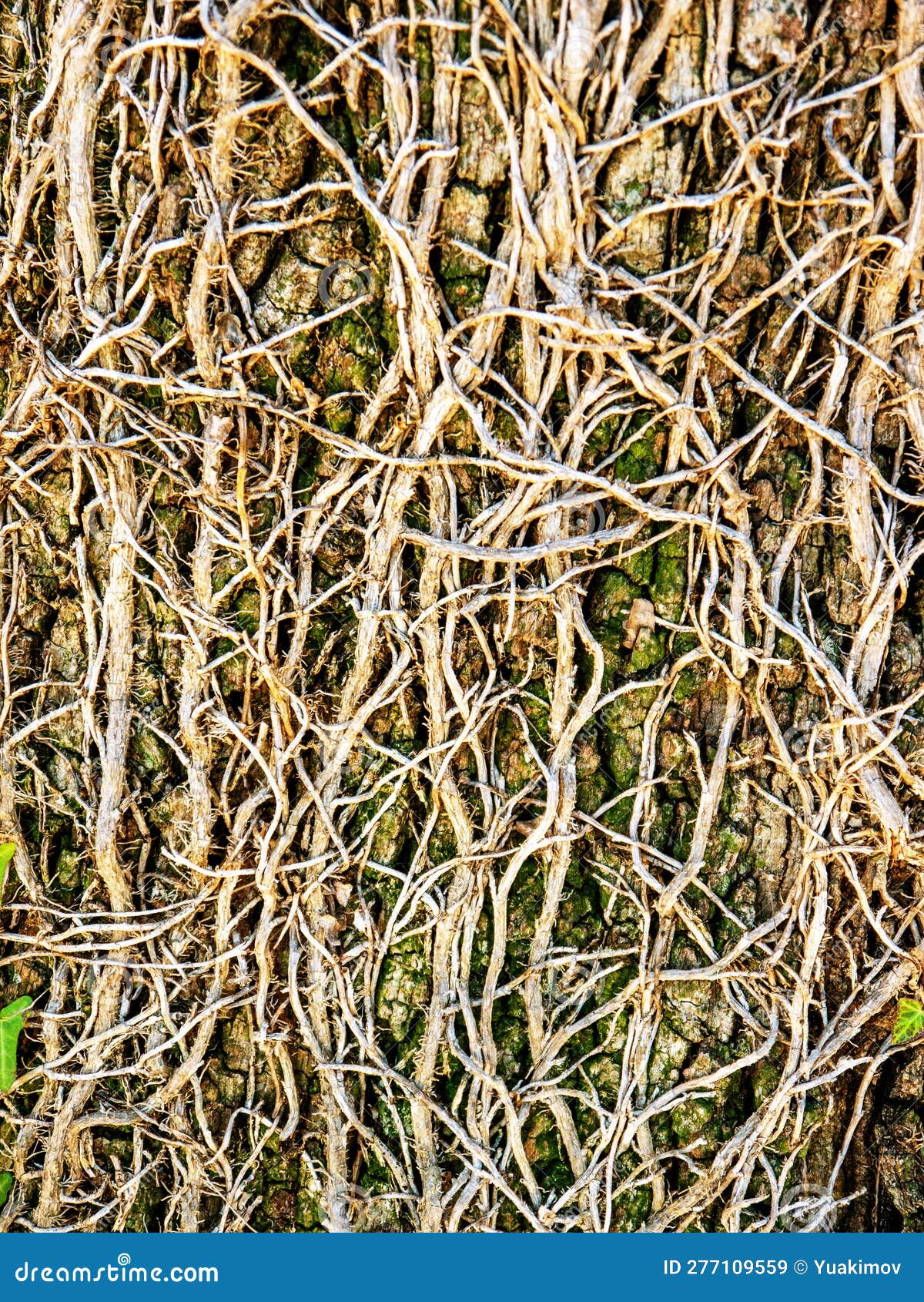 Dry Liana Weave on Tree Bark Texture Flat View Stock Image - Image of ...