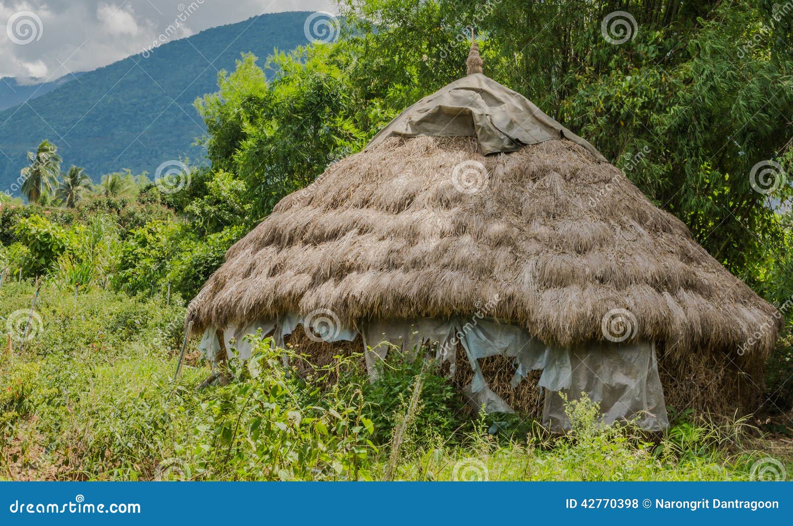 Brown dry rice straw stack stock photo. Image of shelter - 42770398