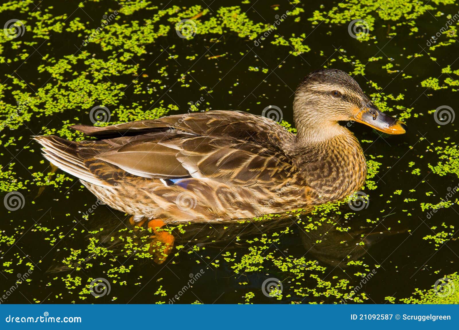 Brown Duck stock image. Image of colors, nature, swimming - 21092587
