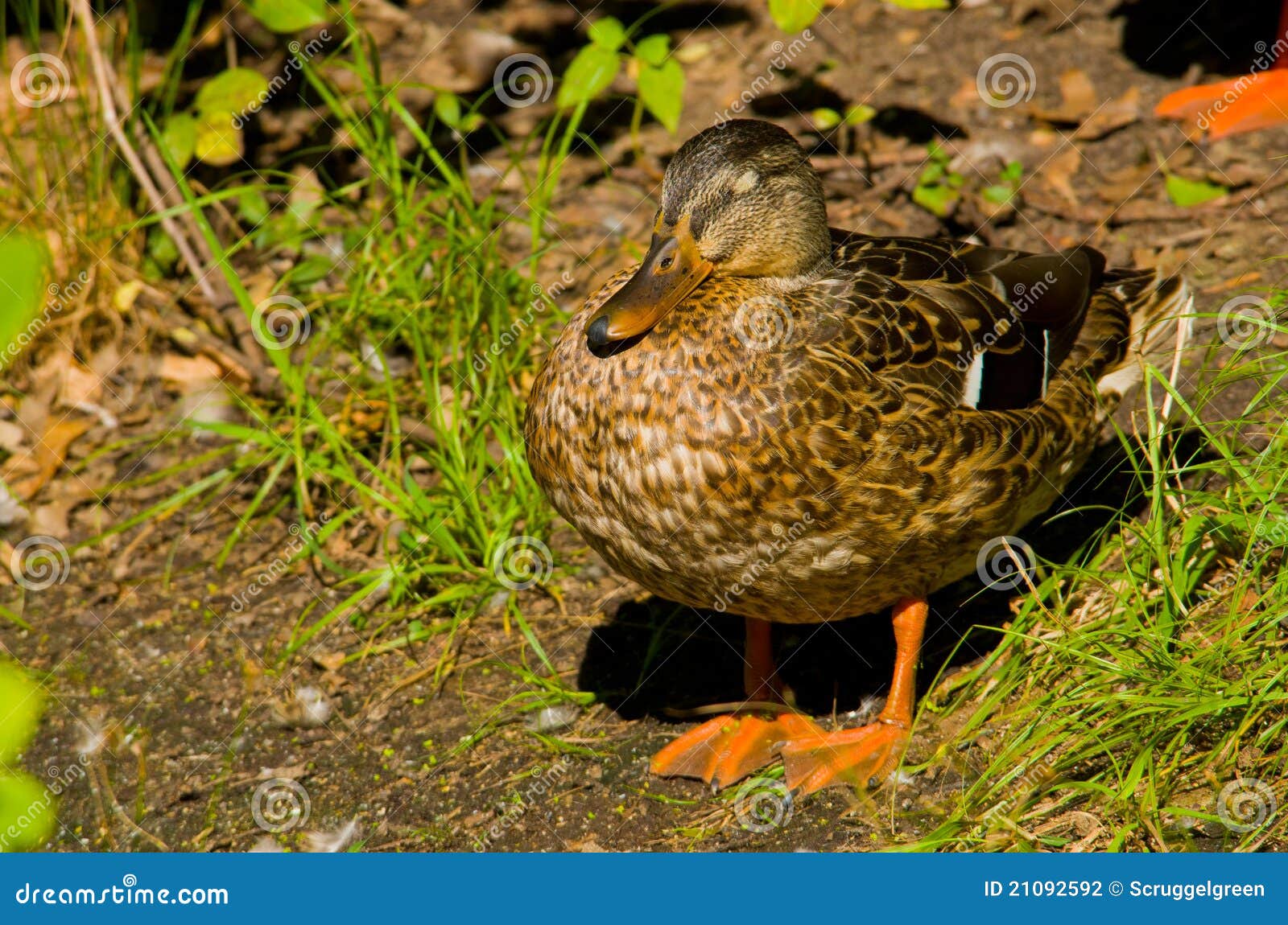 Brown Duck stock photo. Image of beautiful, lake, colorful - 21092592