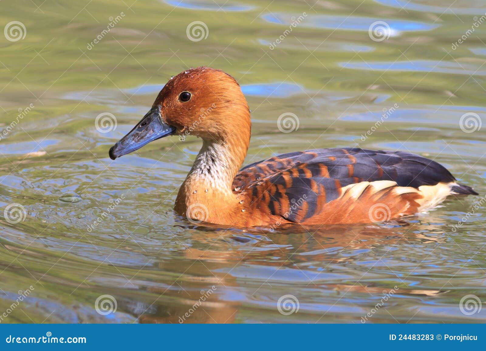 Brown duck stock image. Image of natural, beautiful, duck - 24483283