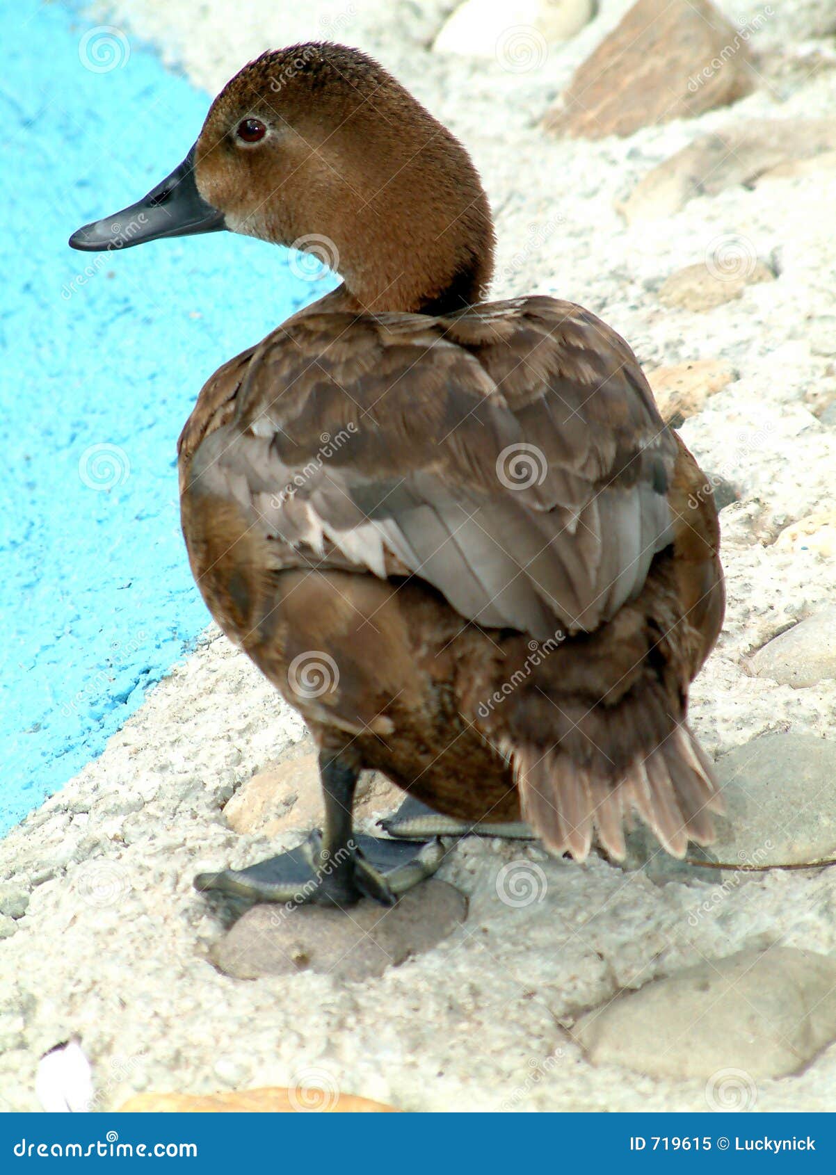BROWN DUCK stock image. Image of animal, duck, bird, fauna - 719615