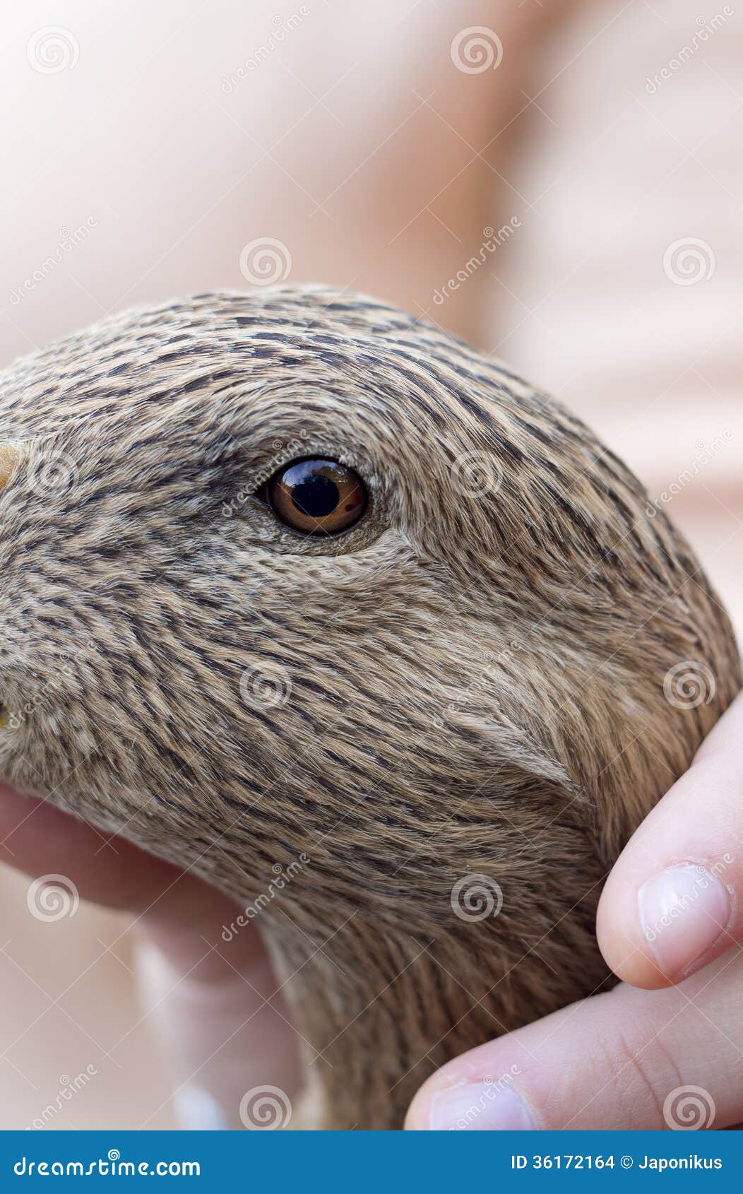 Brown duck eye stock photo. Image of fowl, foot, animal - 36172164