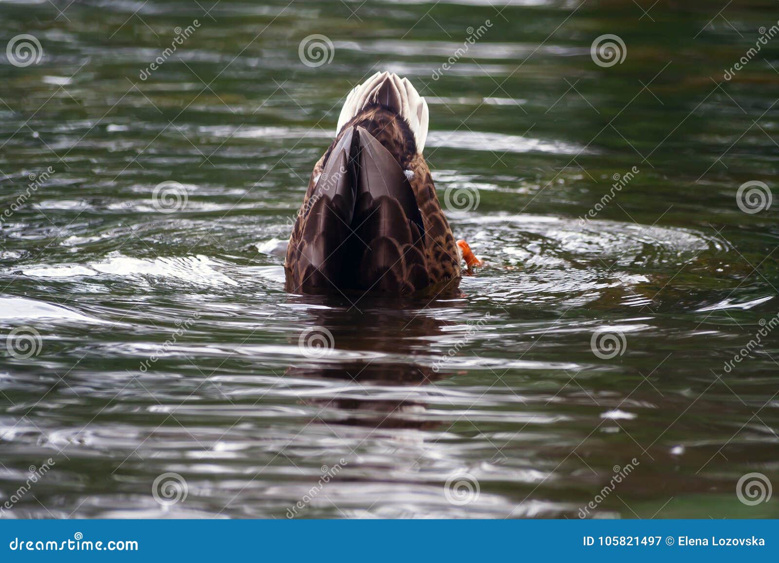 Brown Duck Hunting in the Water Stock Image - Image of closeup ...