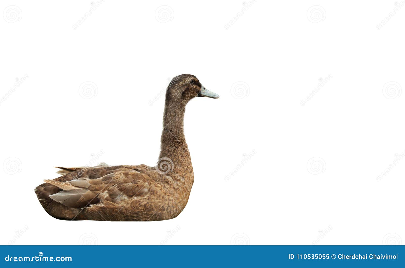 Duck Sitting Down White Background Stock Photos - Free & Royalty-Free ...