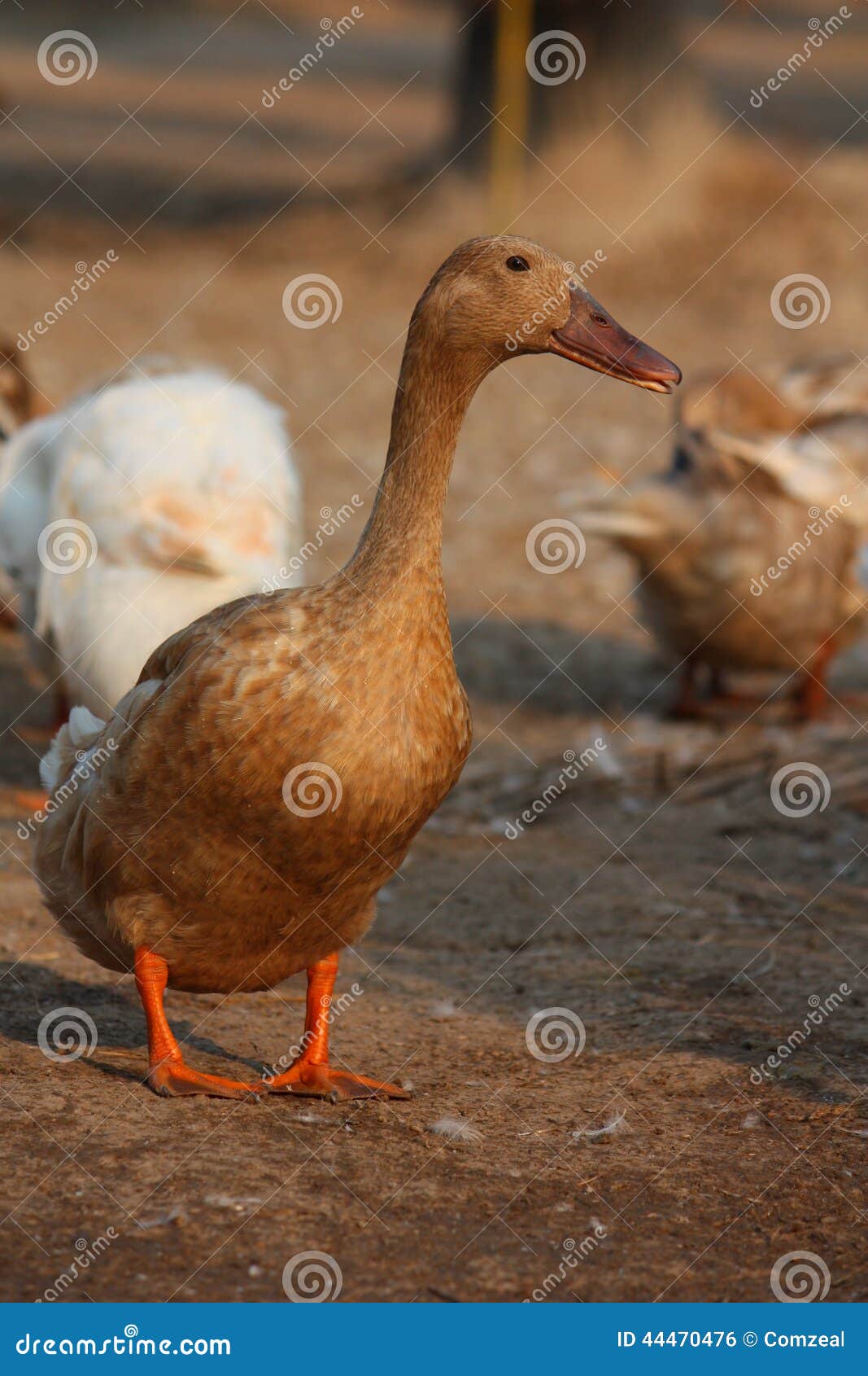 Brown duck stock photo. Image of beak, local, water, domestic - 44470476