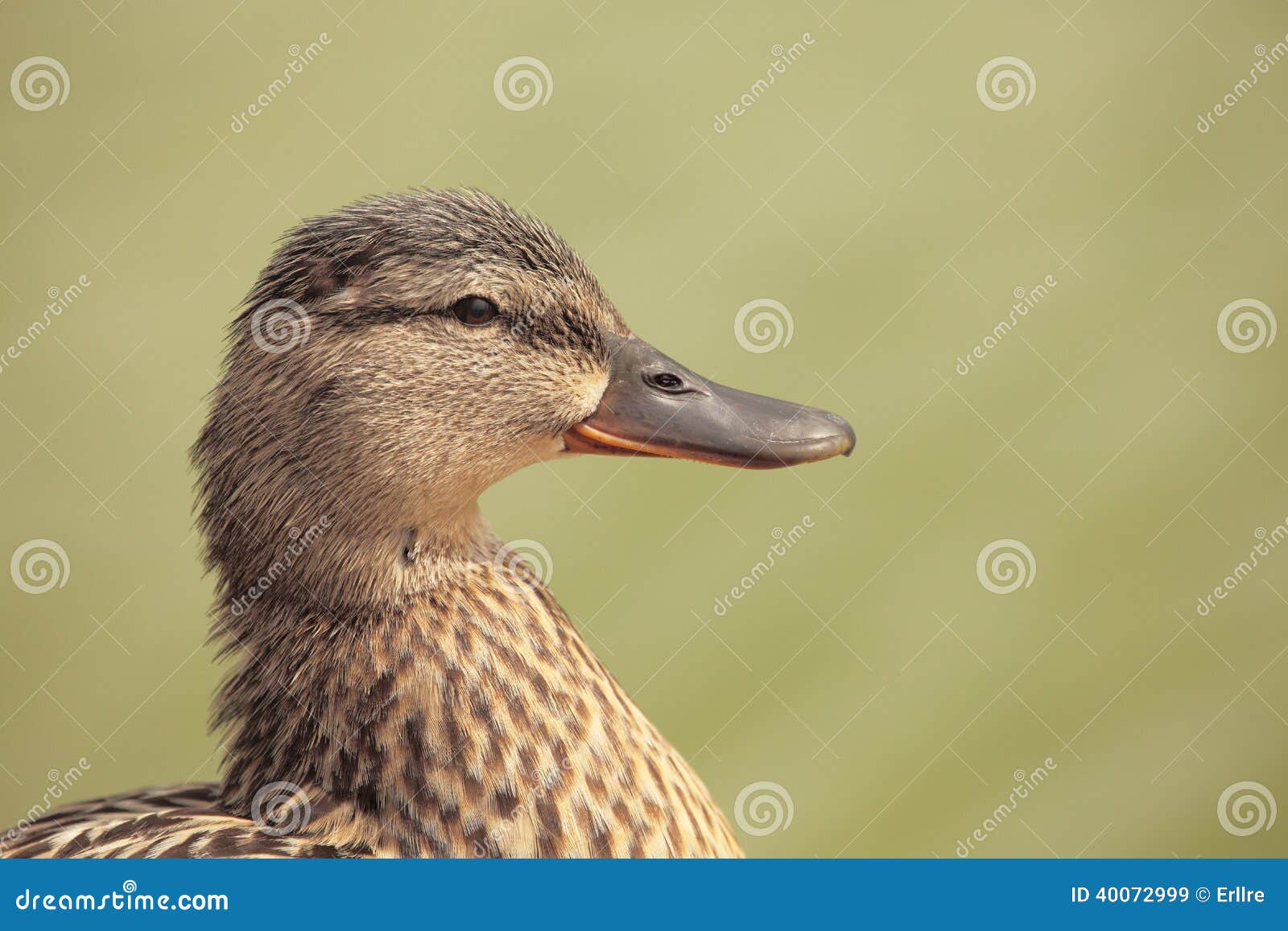 Brown duck stock image. Image of waterbird, nature, beak - 40072999