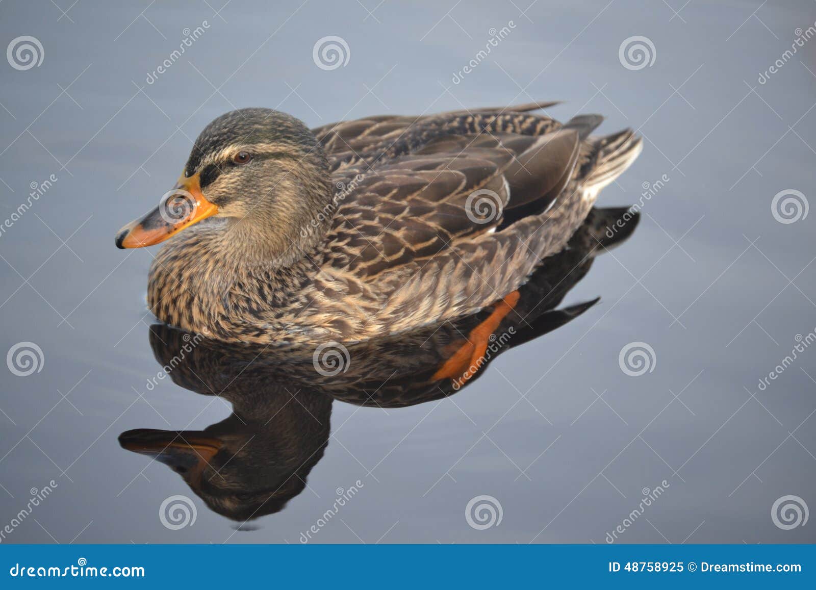 Brown Duck with Reflection stock image. Image of brown - 48758925