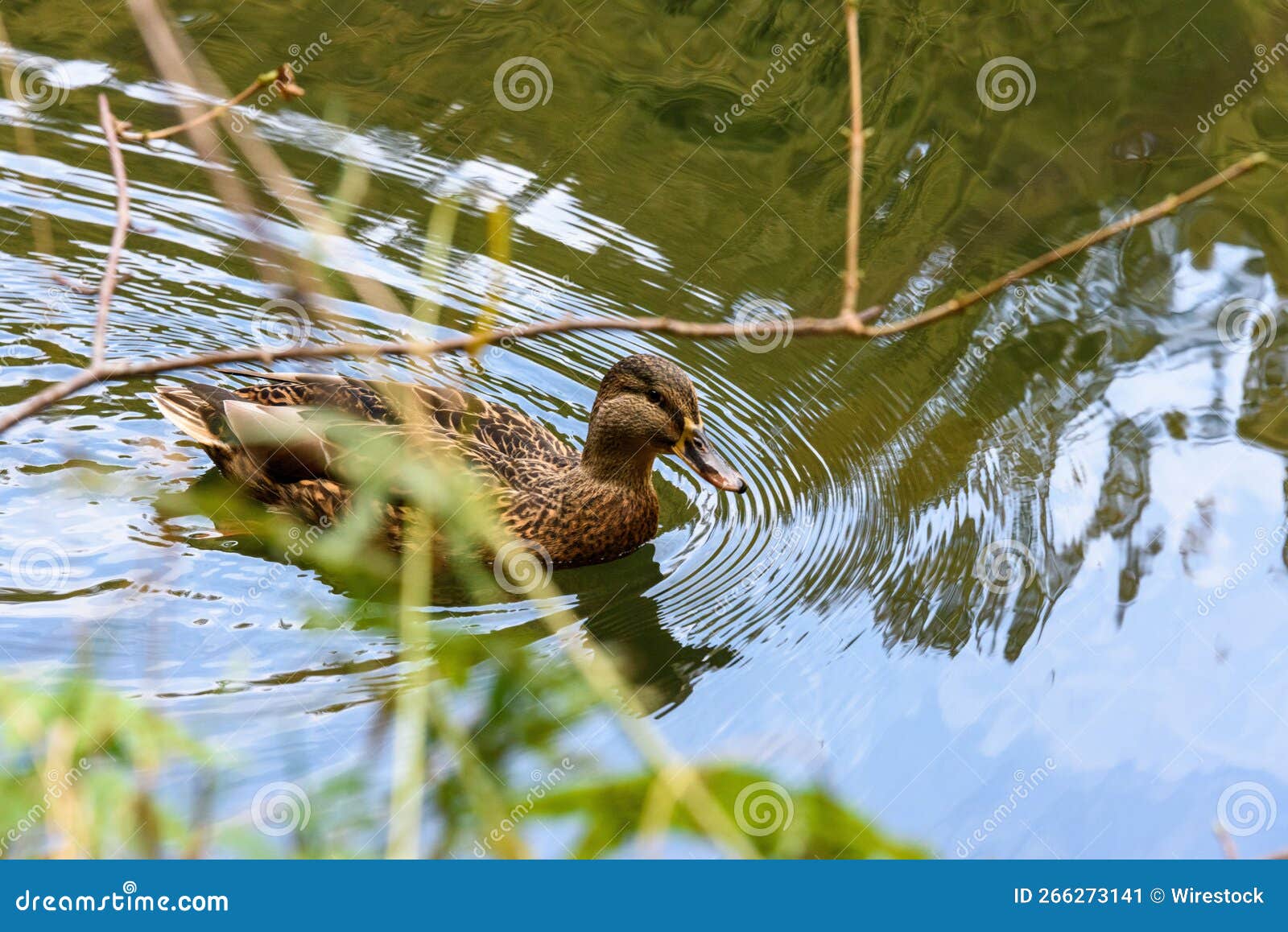 Brown Duck Swimming in Water Stock Image - Image of ornithology ...