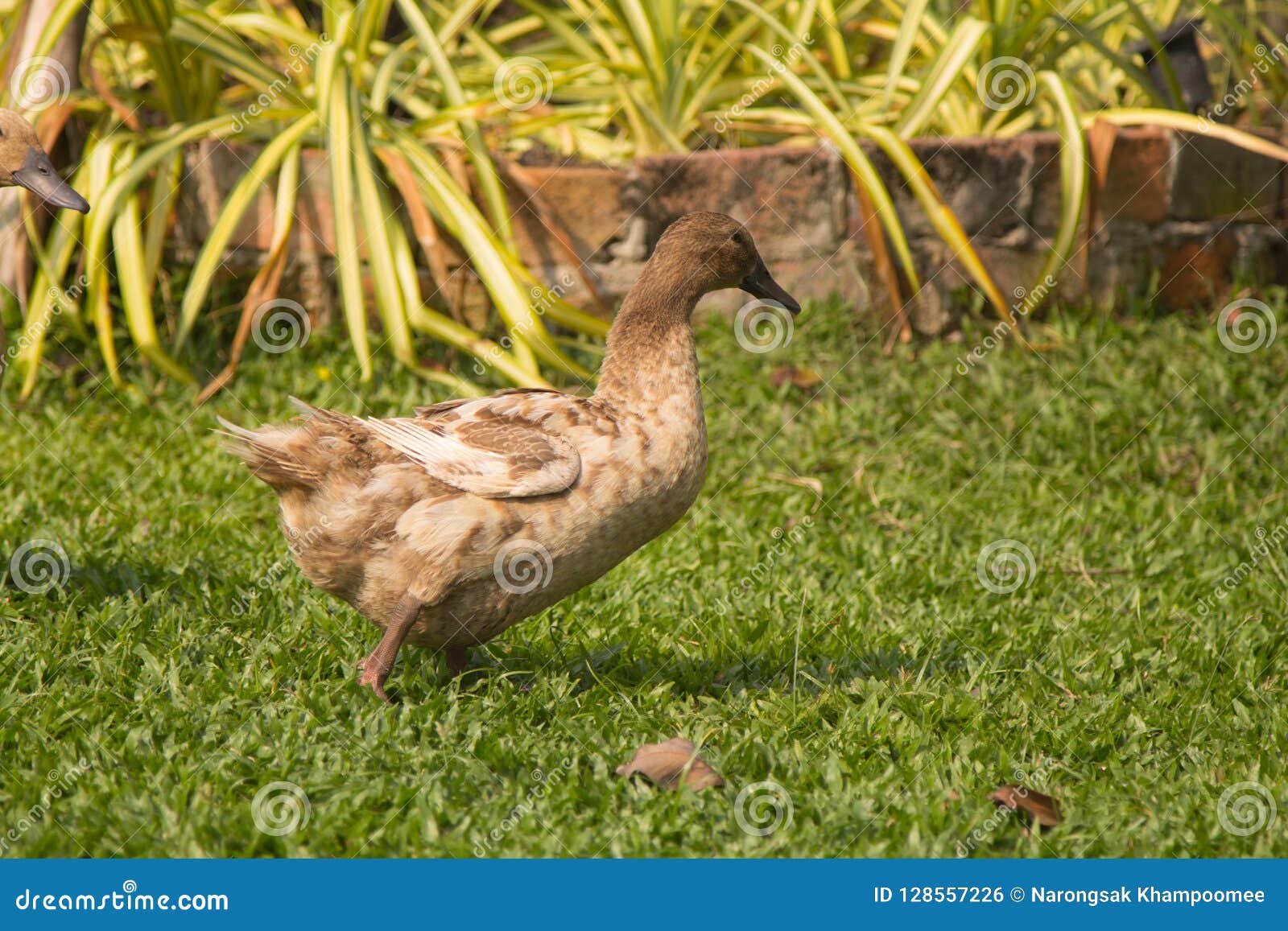 Brown Duck Walking on the Green Lawn. Stock Photo - Image of ducks ...
