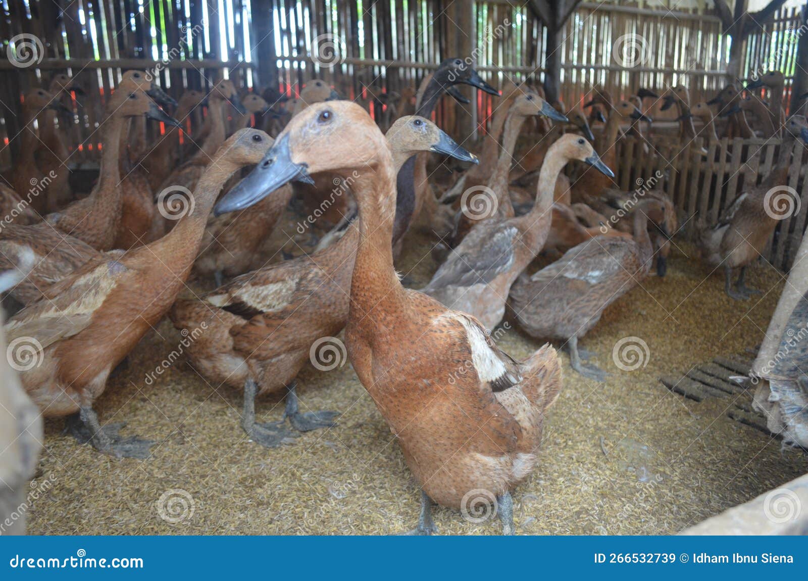 Brown Ducks in a Cage on a Farm Stock Image - Image of goose, poultry ...