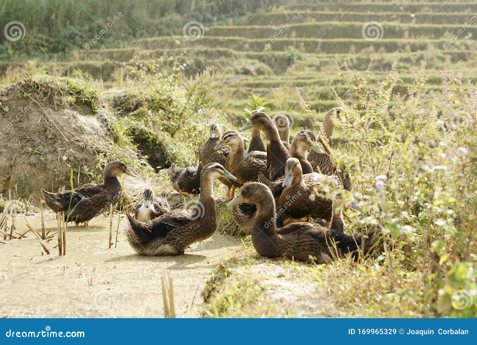 Brown Ducks Splashing in Puddle of Water Stock Image - Image of natural ...
