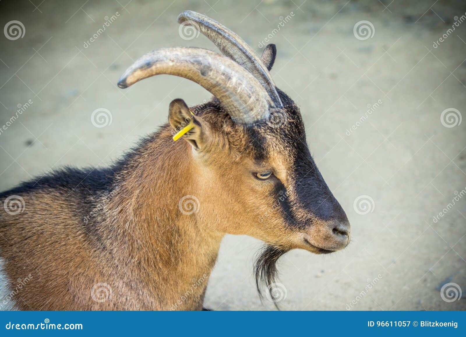 Brown dwarf goat stock image. Image of frisky, hircus - 96611057