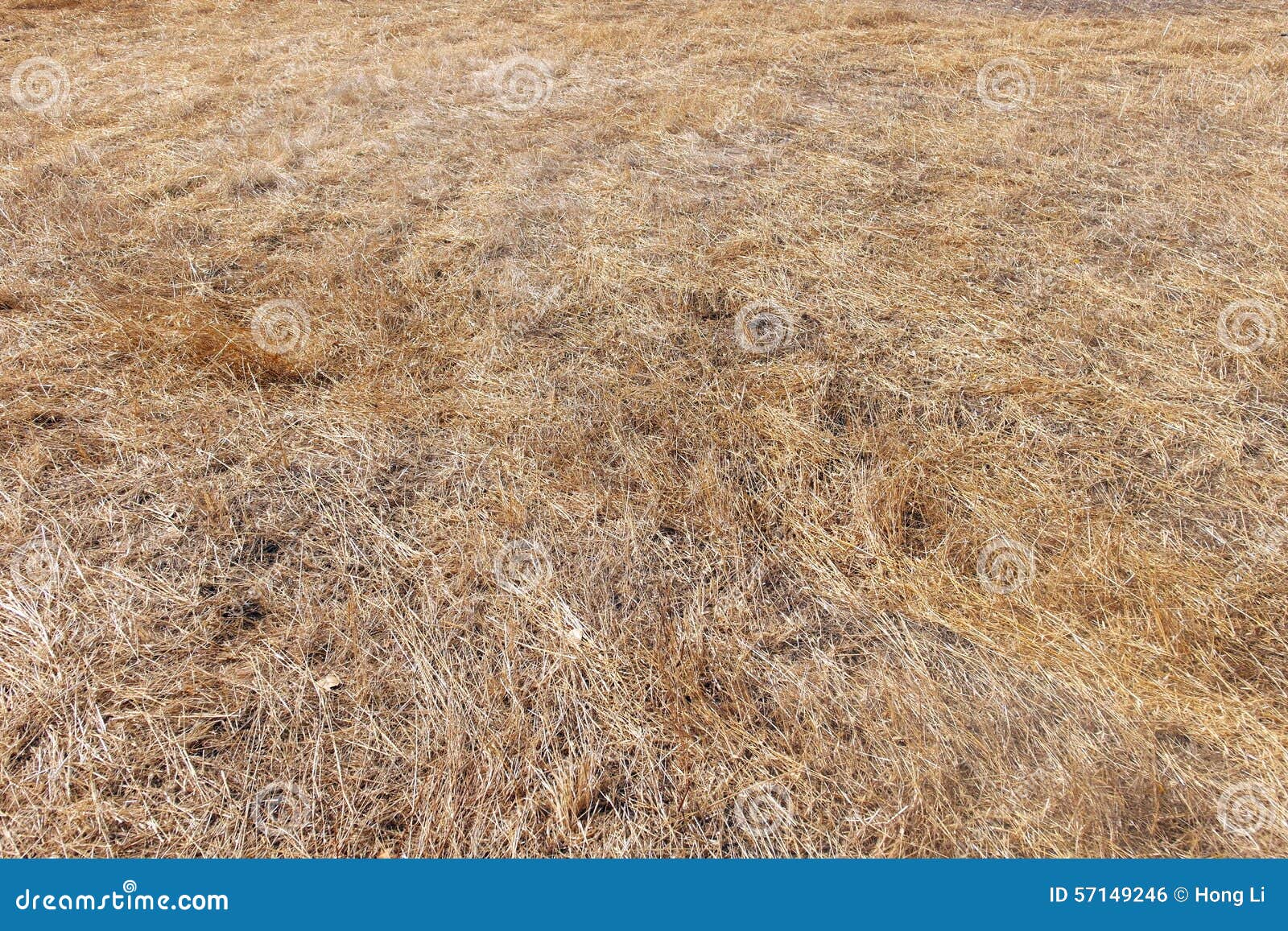 Brown Dying Grass in the Middle of the Drought Season Stock Photo ...