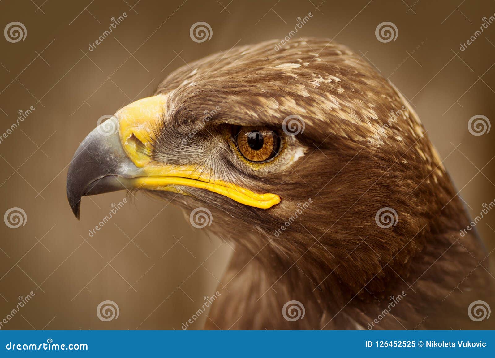 Brown eagle bird portrait stock image. Image of endemic - 126452525