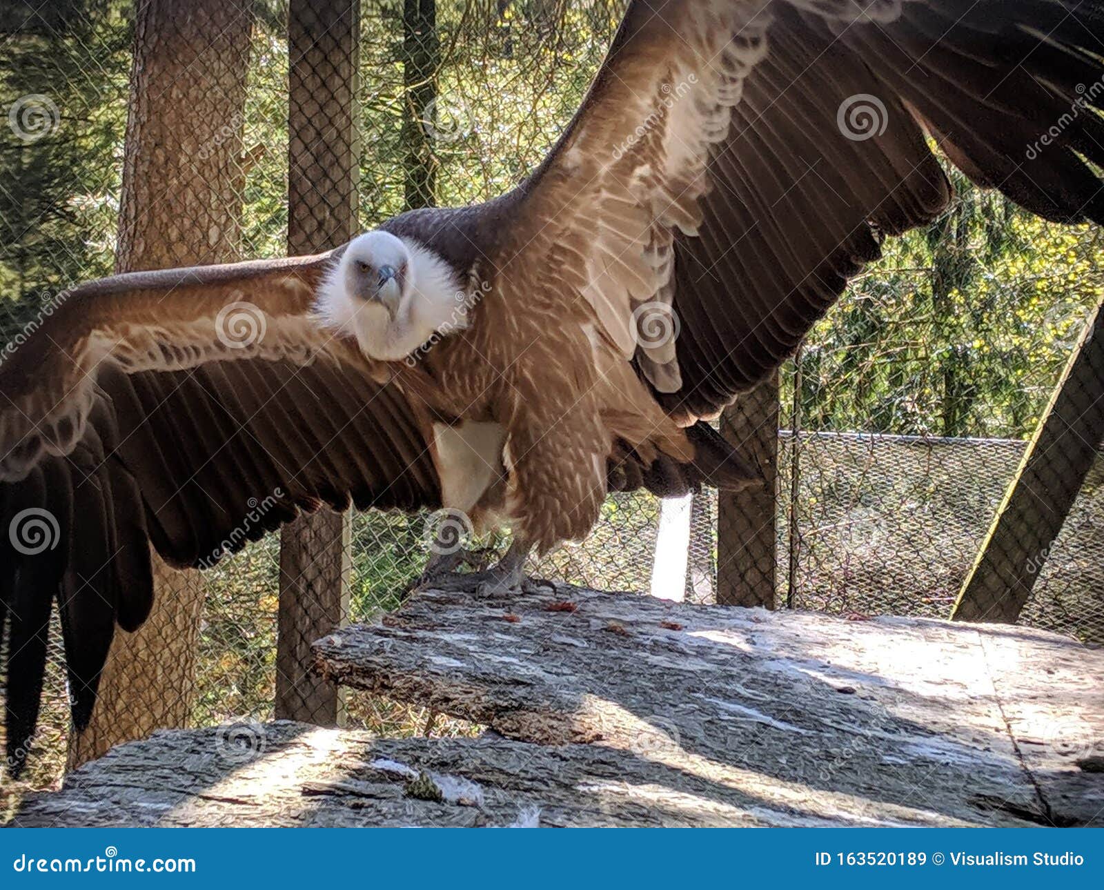 A Brown Eagle is Flying Above the Grass Stock Image - Image of majestic ...