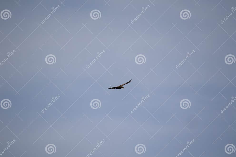 A Brown Eagle Flying from Left To Right Stock Photo - Image of flight ...