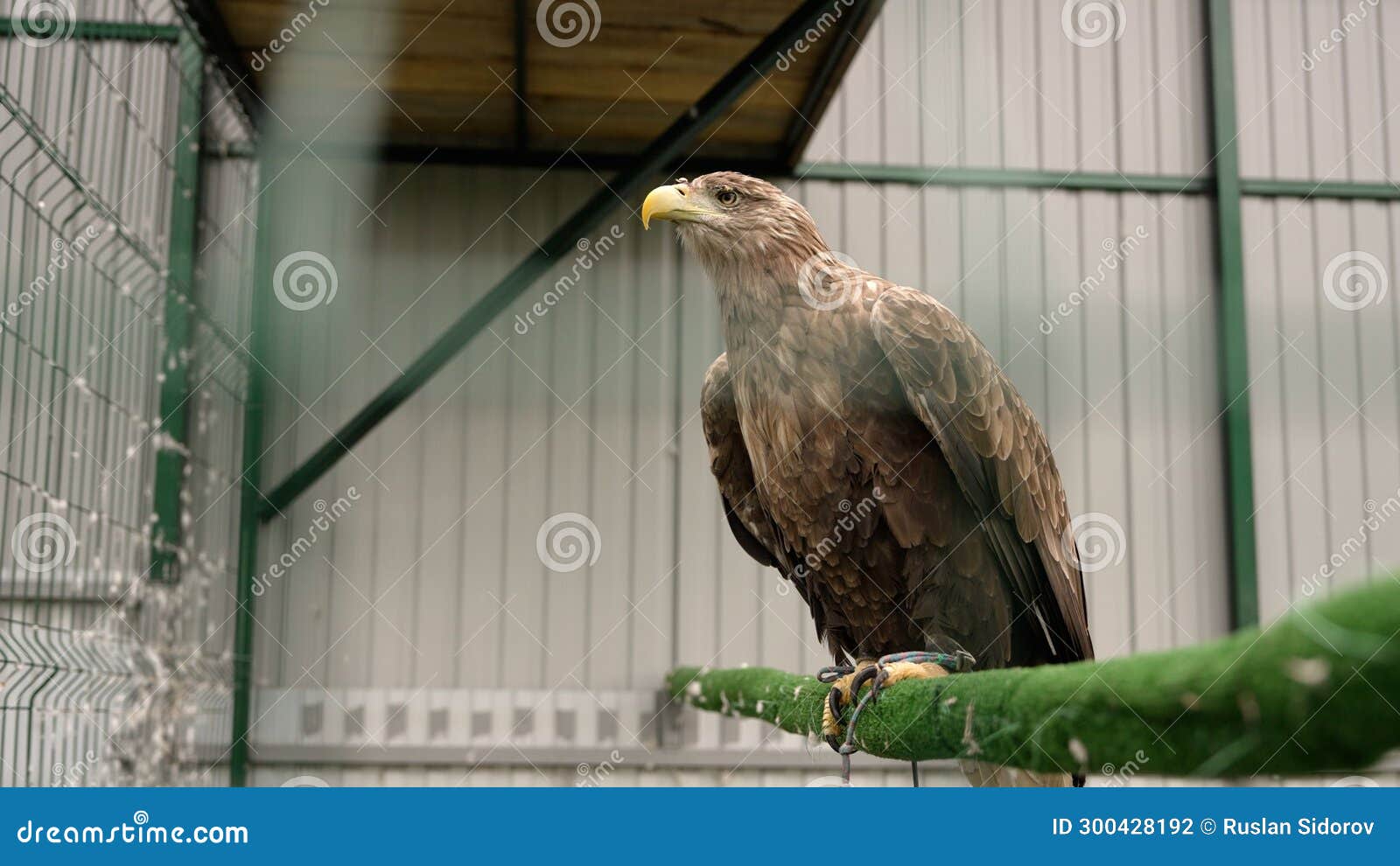 A Large Eagle Stands on a Branch in a Cage at the Zoo. View of a Hawk ...