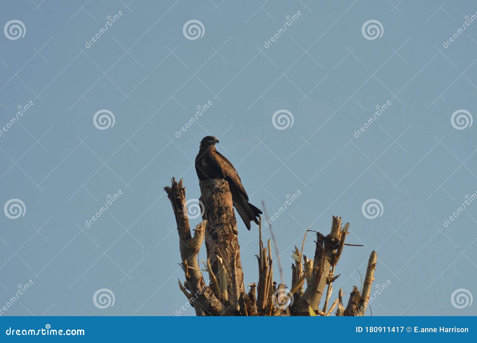 A Brown Eagle Resting on a Sawn-off Tree Top Stock Image - Image of ...